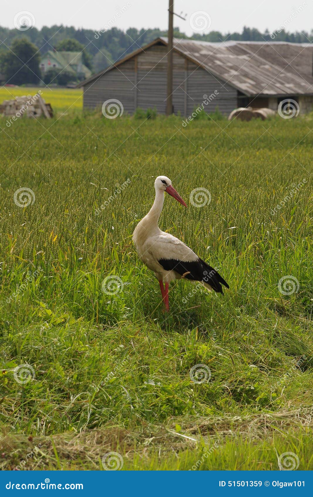 Stork in the Field in Latvia Stock Image - Image of static, great: 51501359