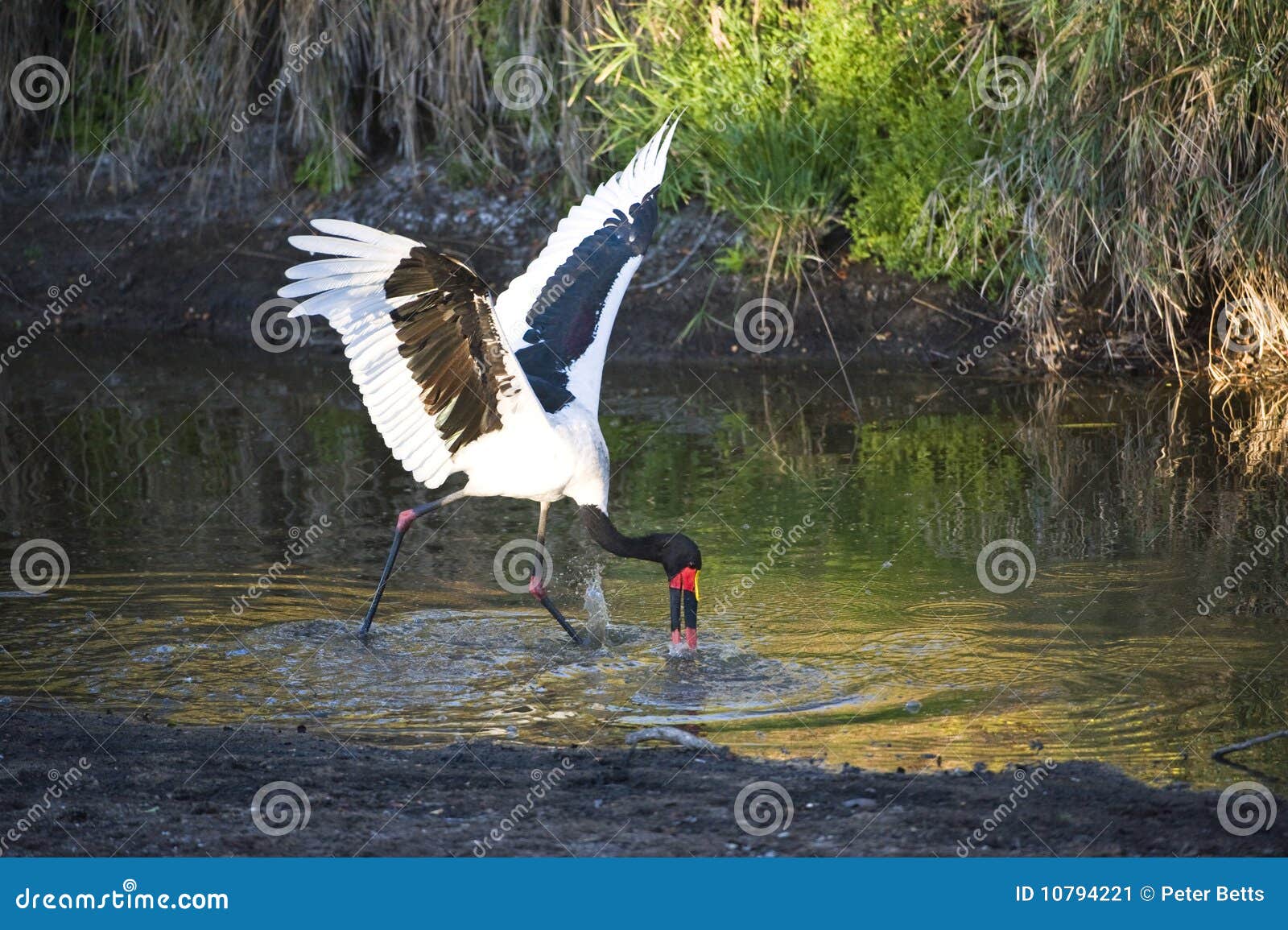 Stork Fishing stock image. Image of splash, water, early - 10794221