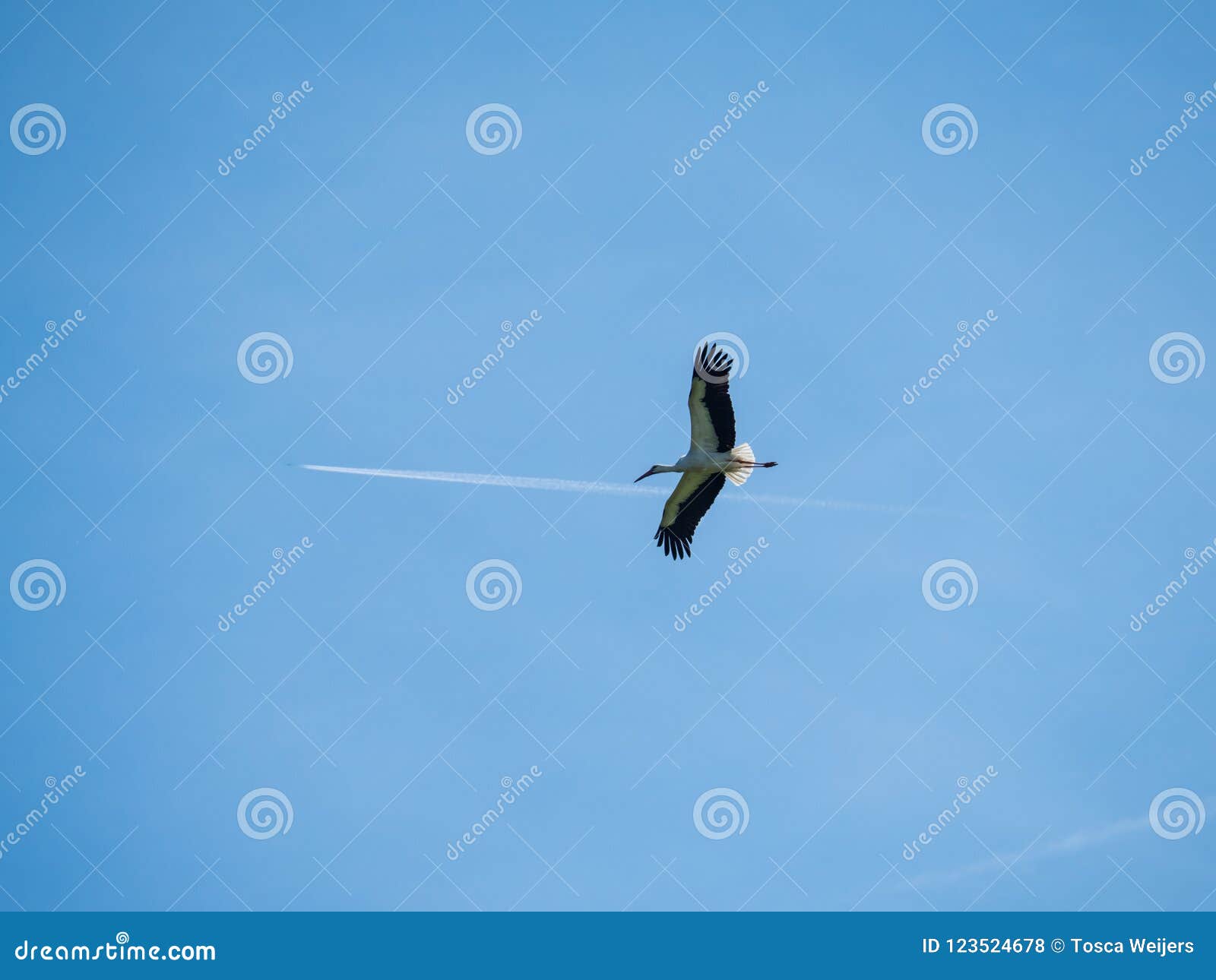 Stork Flies Against a Bly Sky with Contrail of Plane Stock Photo ...