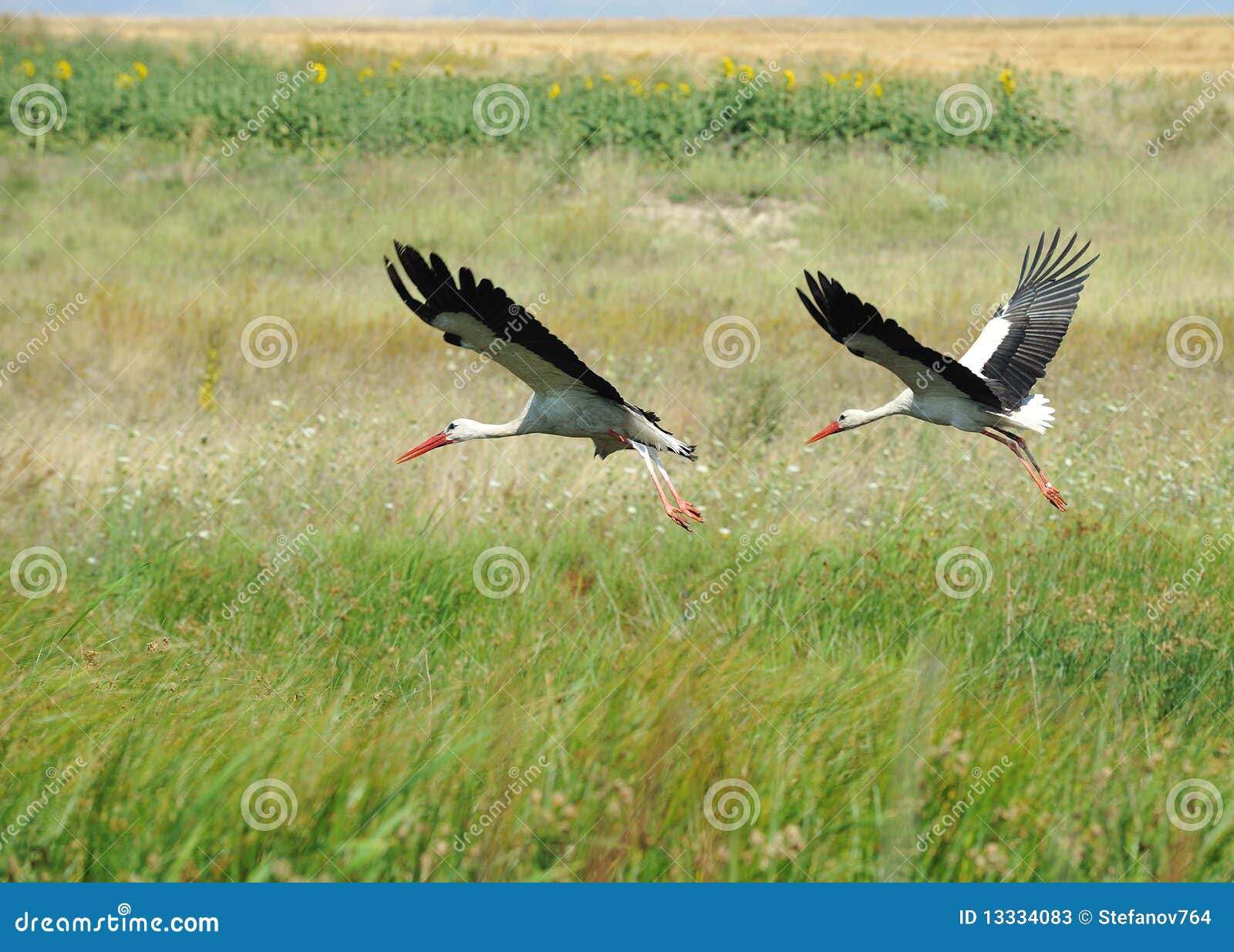 Stork in flight stock image. Image of beak, watching - 13334083