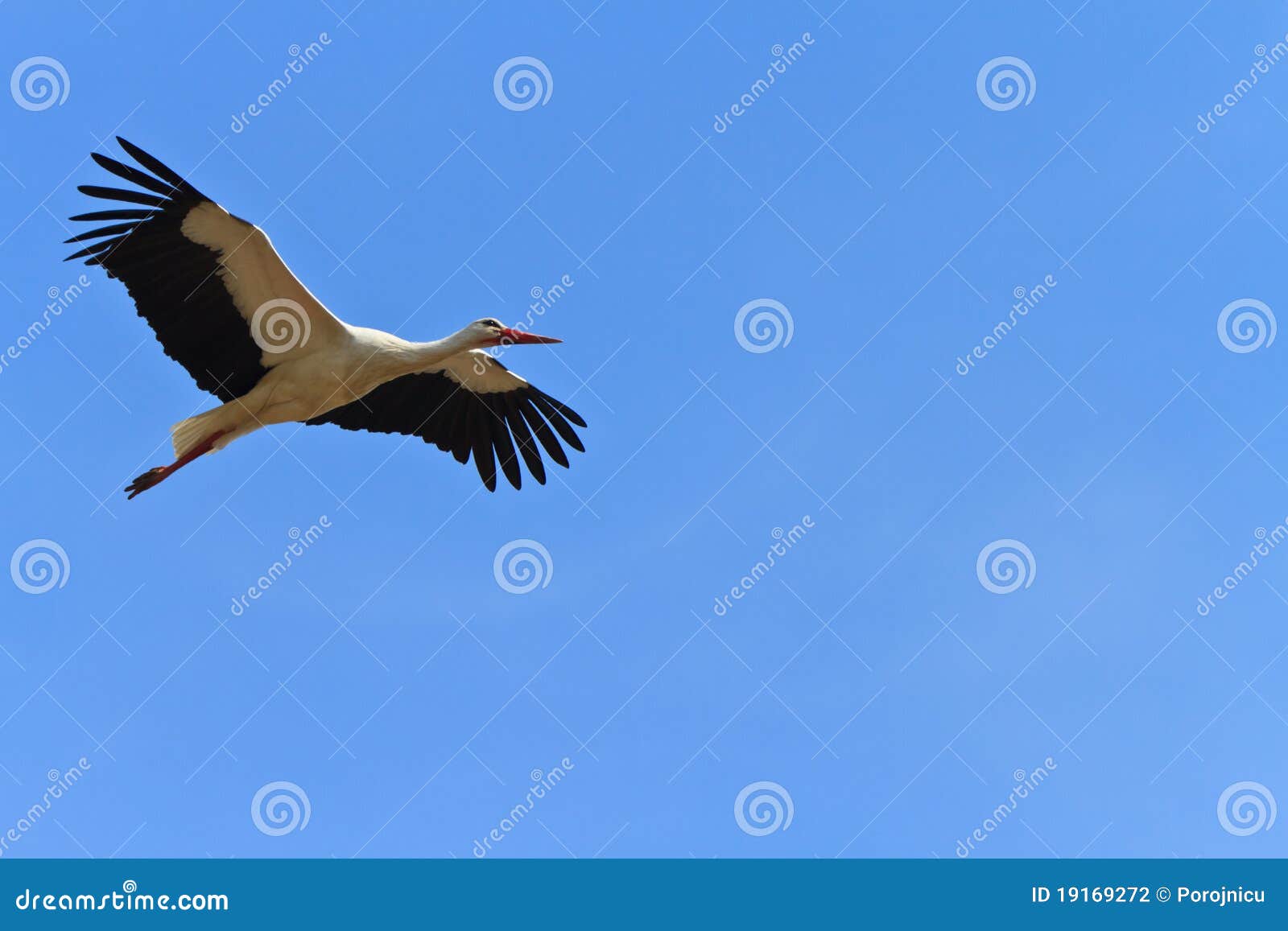 Stork in flight stock photo. Image of beautiful, flight - 19169272