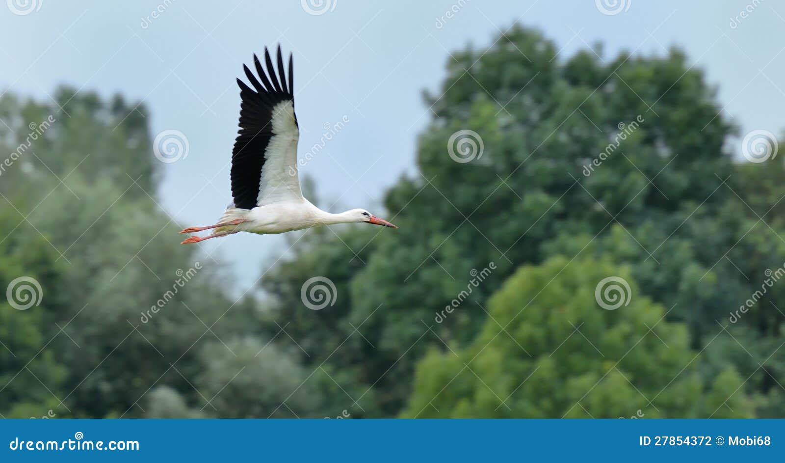 Stork in flight stock photo. Image of bird, wildlife - 27854372