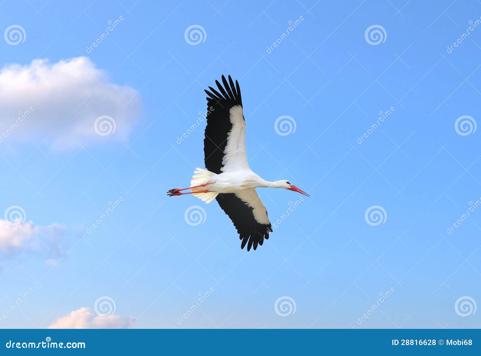 Stork in flight stock photo. Image of flying, space, black - 28816628