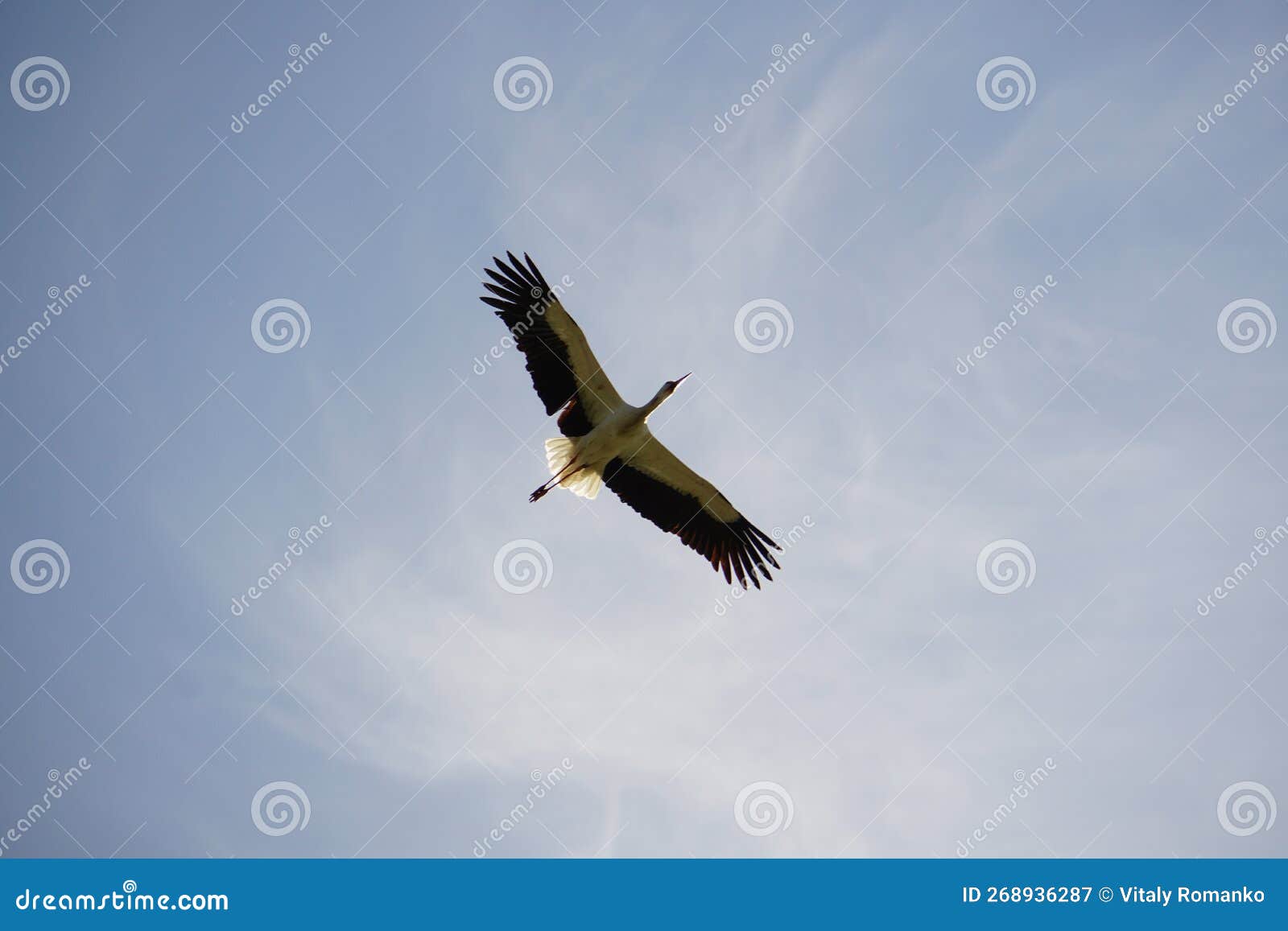 Stork in flight stock image. Image of hawk, animal, blue - 268936287