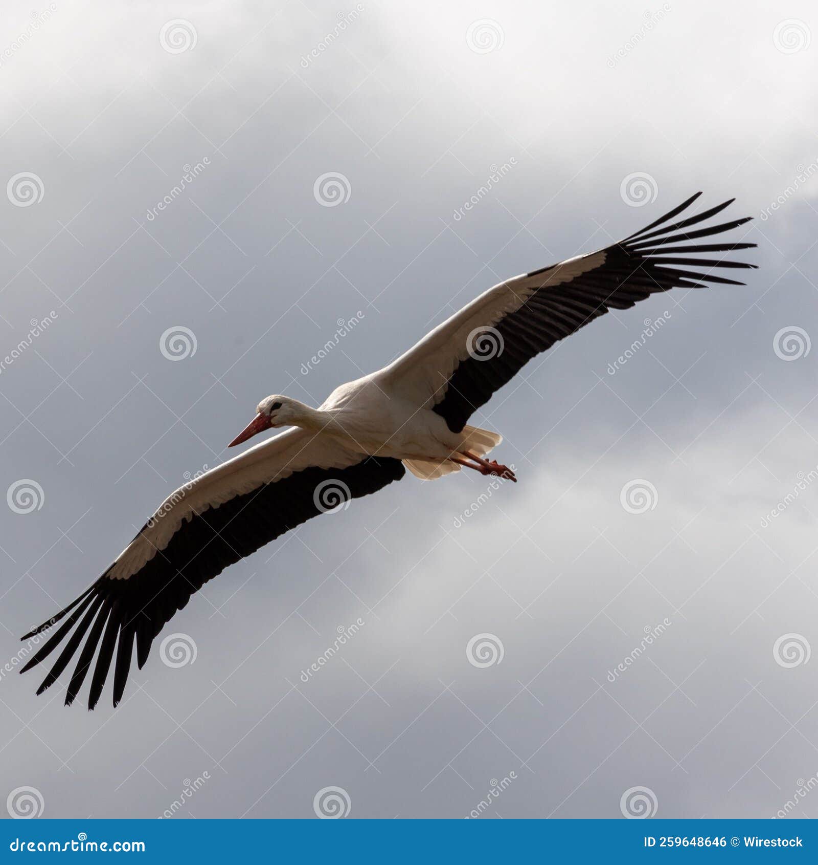 Stork during Flight in a Cloudy Sky Stock Photo - Image of natural ...