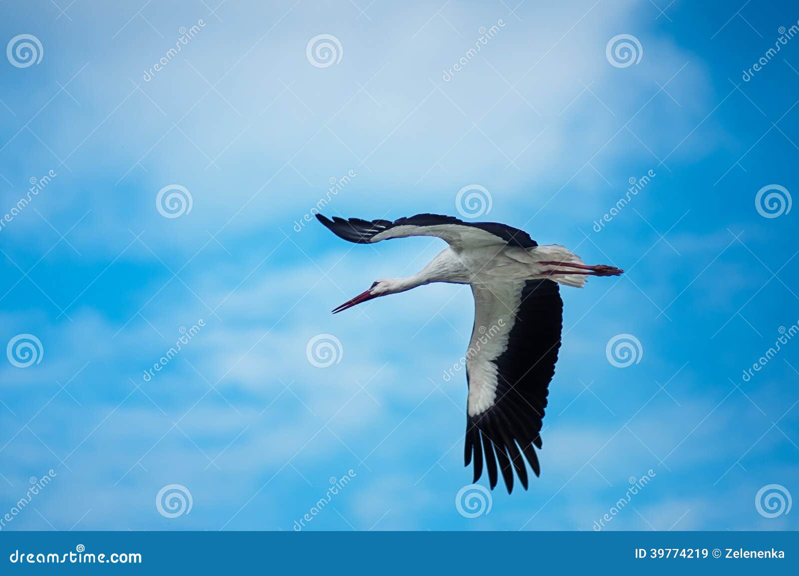 Stork in flight stock image. Image of cleanly, birth - 39774219
