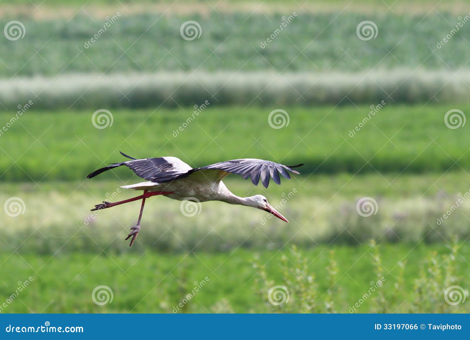 Stork in Flight Over Green Fields Stock Photo - Image of beak, large ...