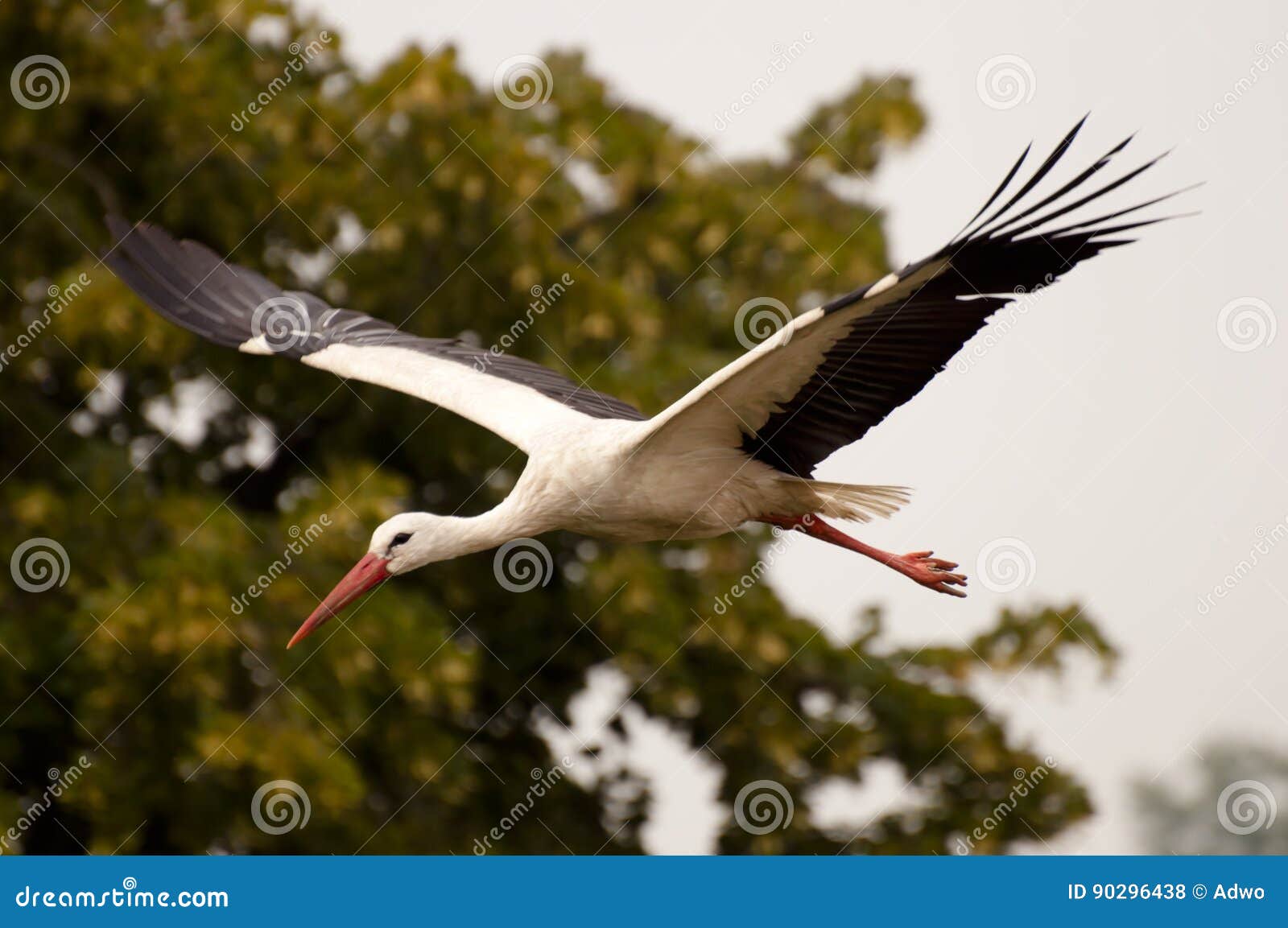 Stork in Flight - Poland stock photo. Image of beauty - 90296438