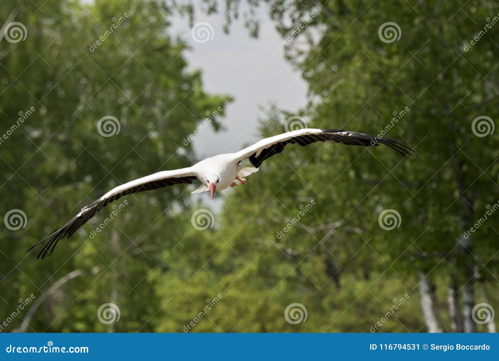 Stork in flight stock image. Image of paws, white, color - 116794531