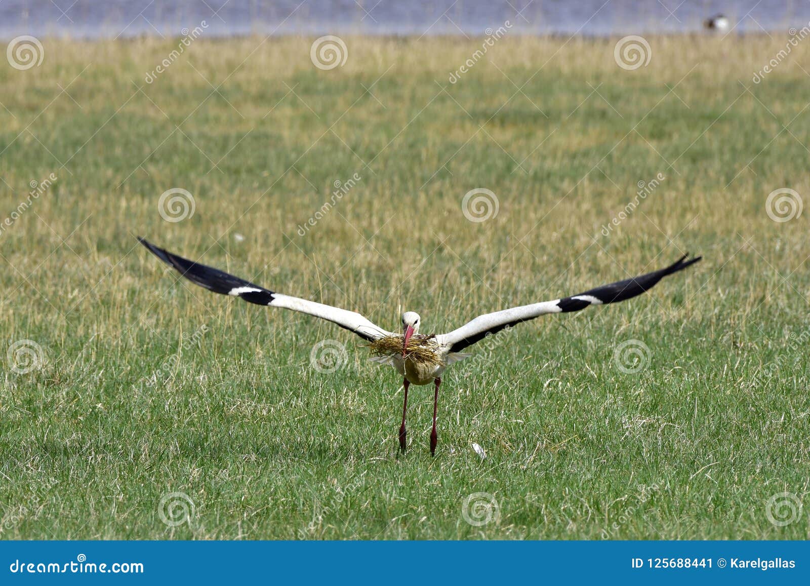 Stork in flight stock image. Image of blue, background - 125688441