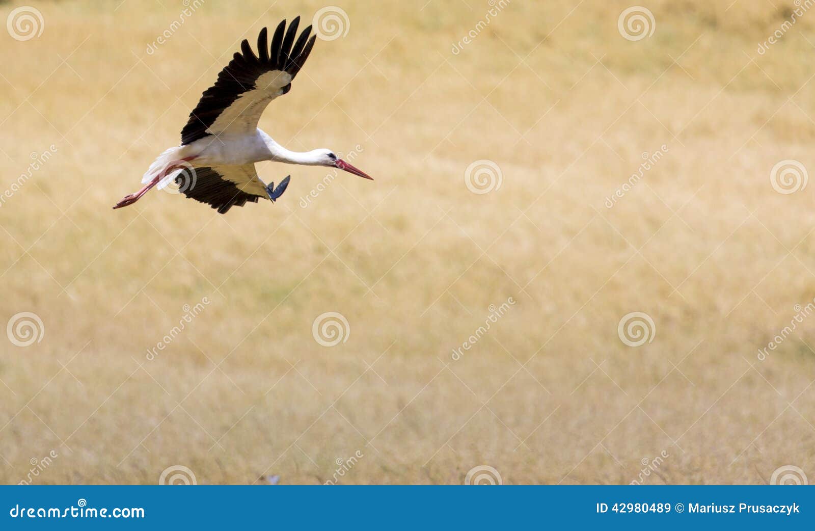 A Stork in Flight in Suwalki Landscape Park, Poland. Stock Image ...