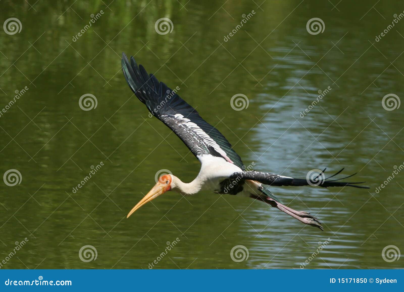 Stork fly stock photo. Image of migrate, wildlife, freedom - 15171850