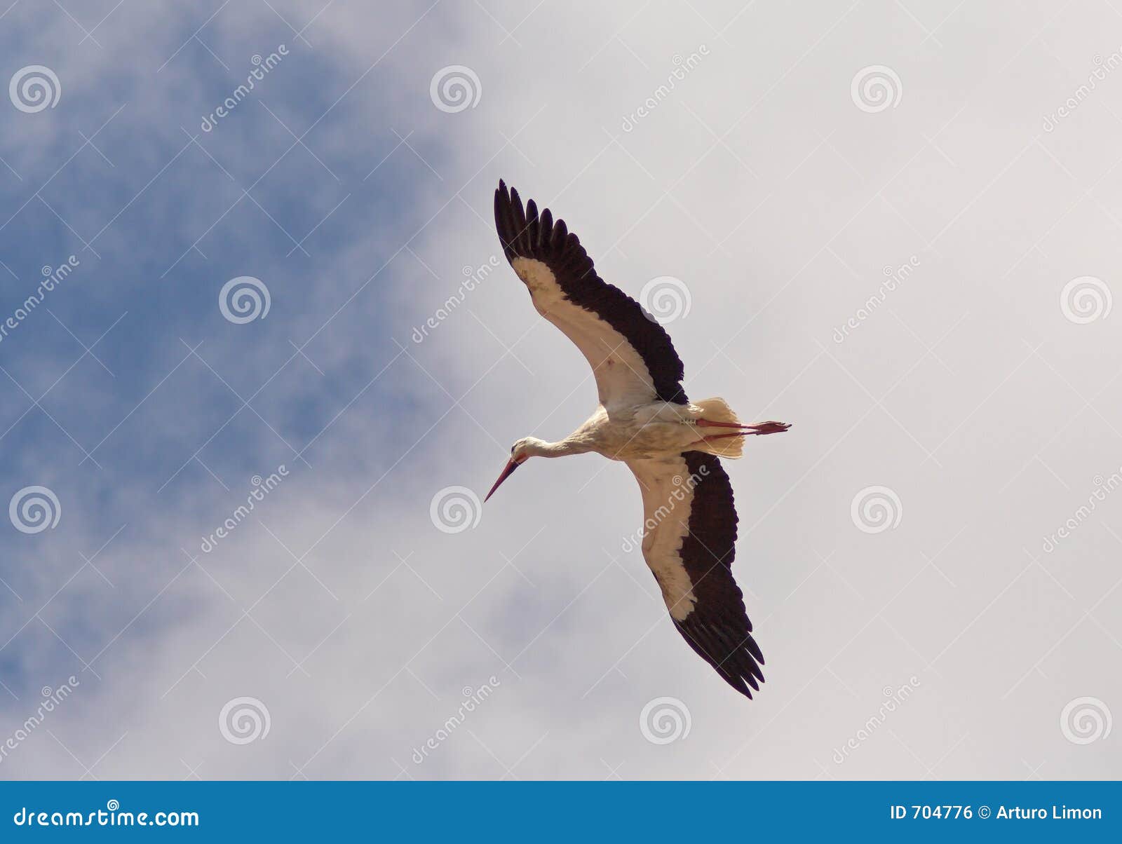 Stork fly stock photo. Image of looking, animal, feathers - 704776