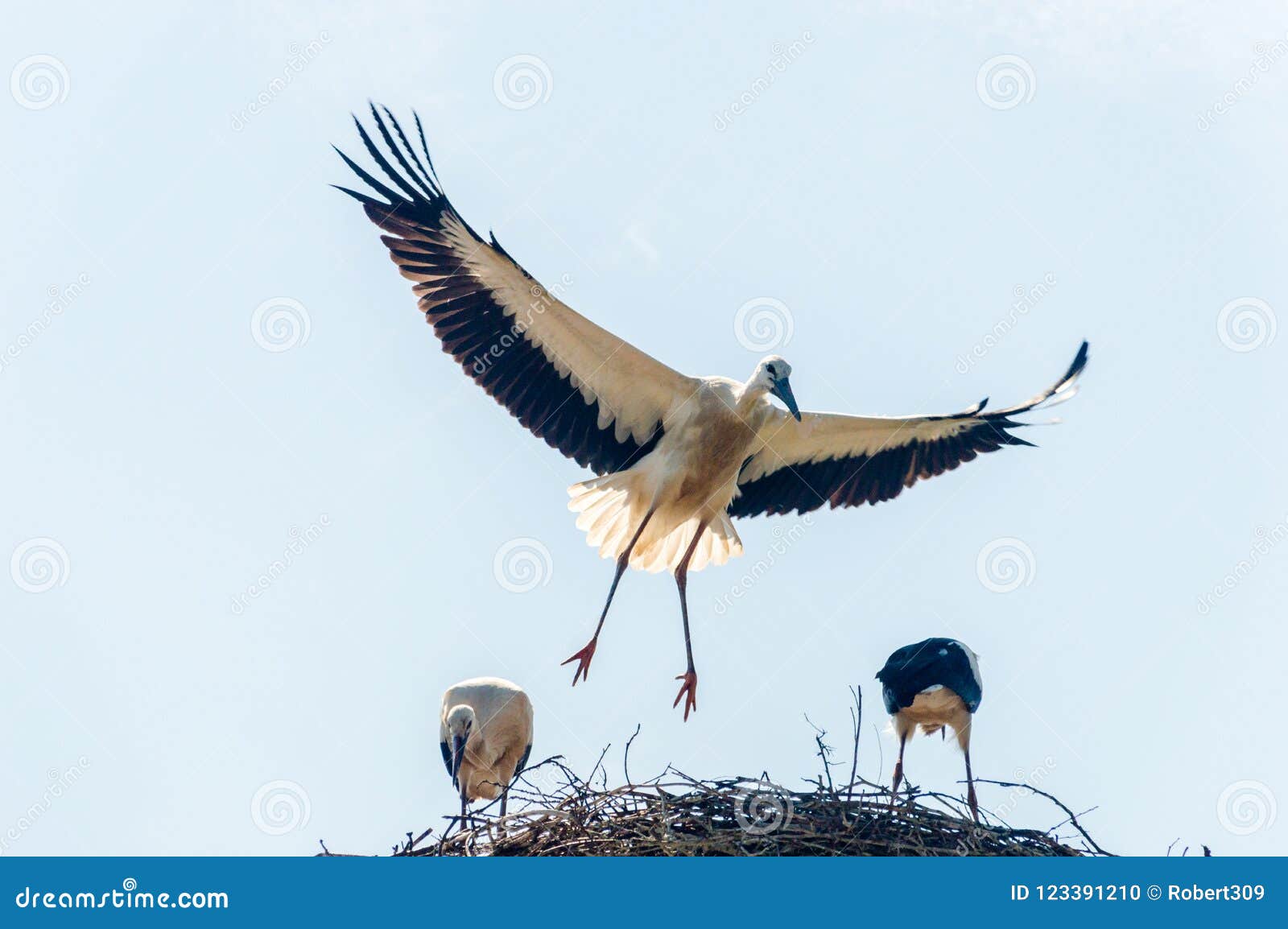 Stork fly back to the nest editorial image. Image of wild - 123391210