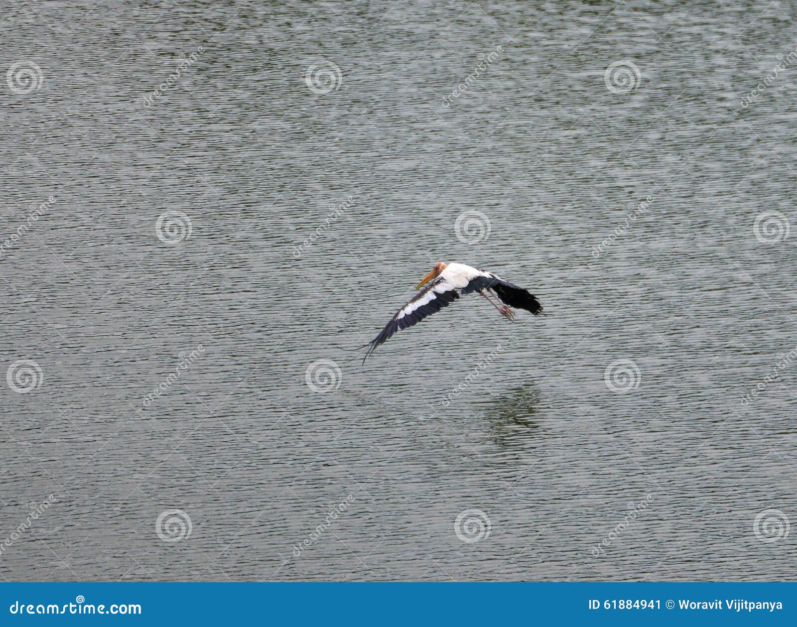 Stork fly stock image. Image of beautiful, blue, light - 61884941