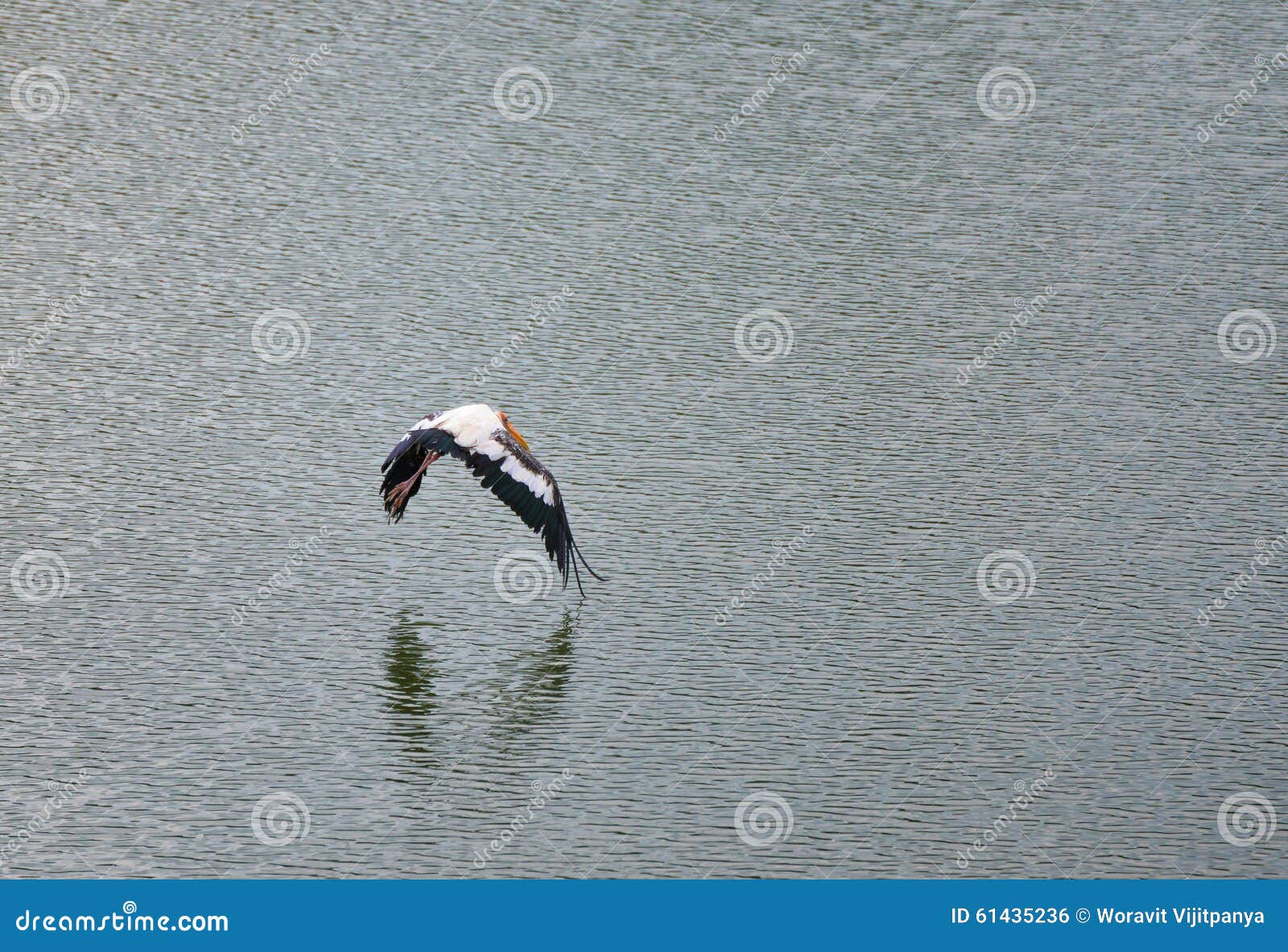 Stork fly on Pelagic stock photo. Image of pure, care - 61435236