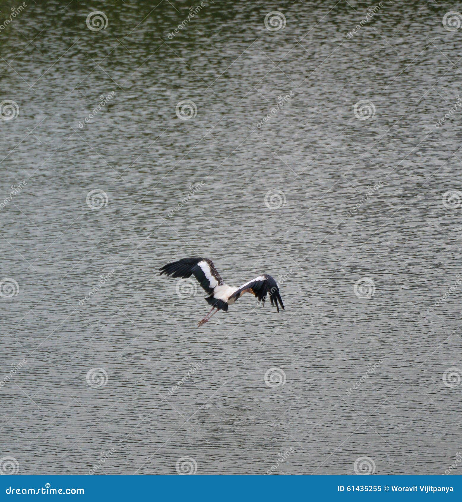 Stork fly on Pelagic stock image. Image of animal, pure - 61435255