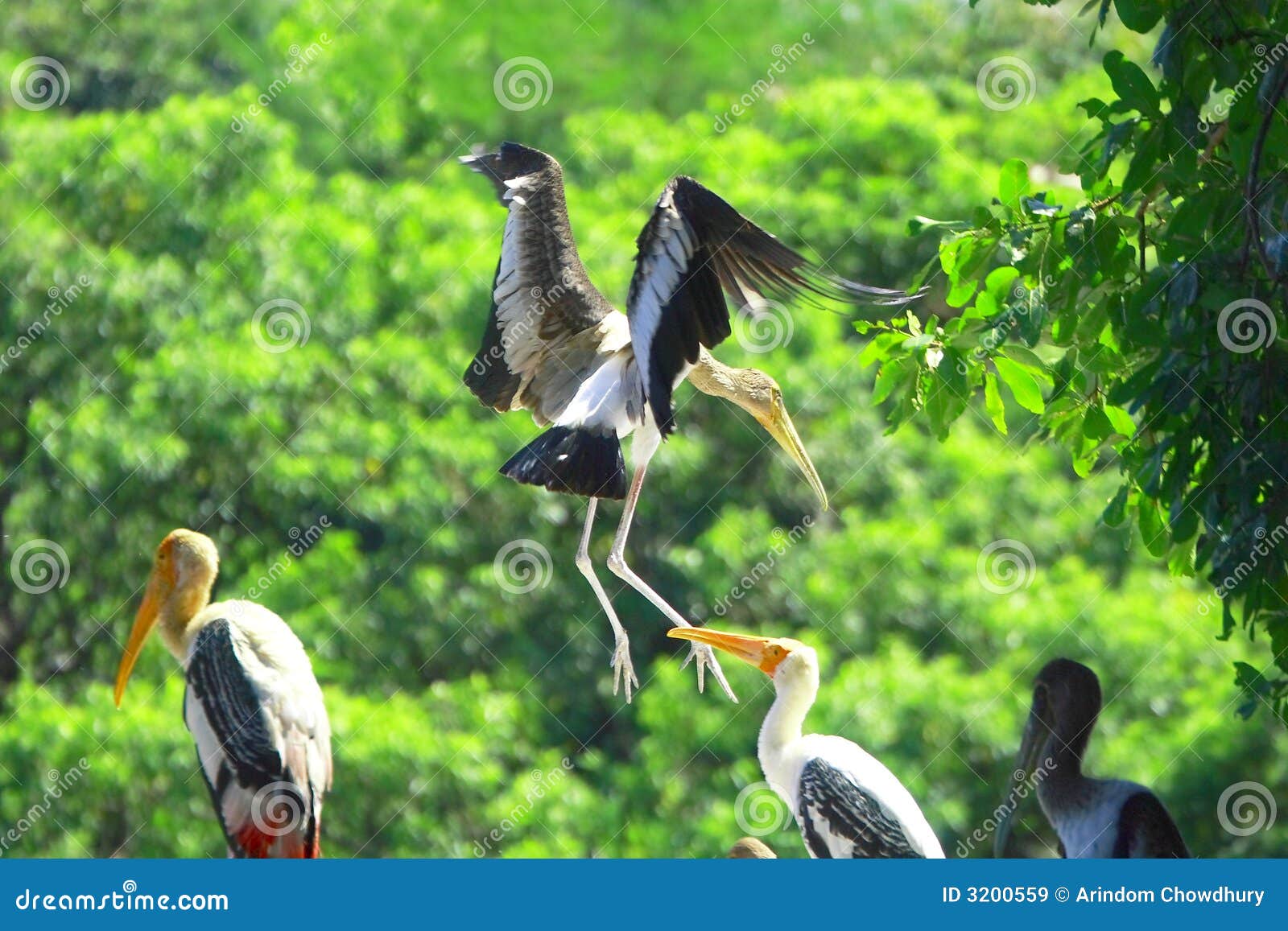 Stork Flying stock image. Image of inflight, birds, bird - 3200559