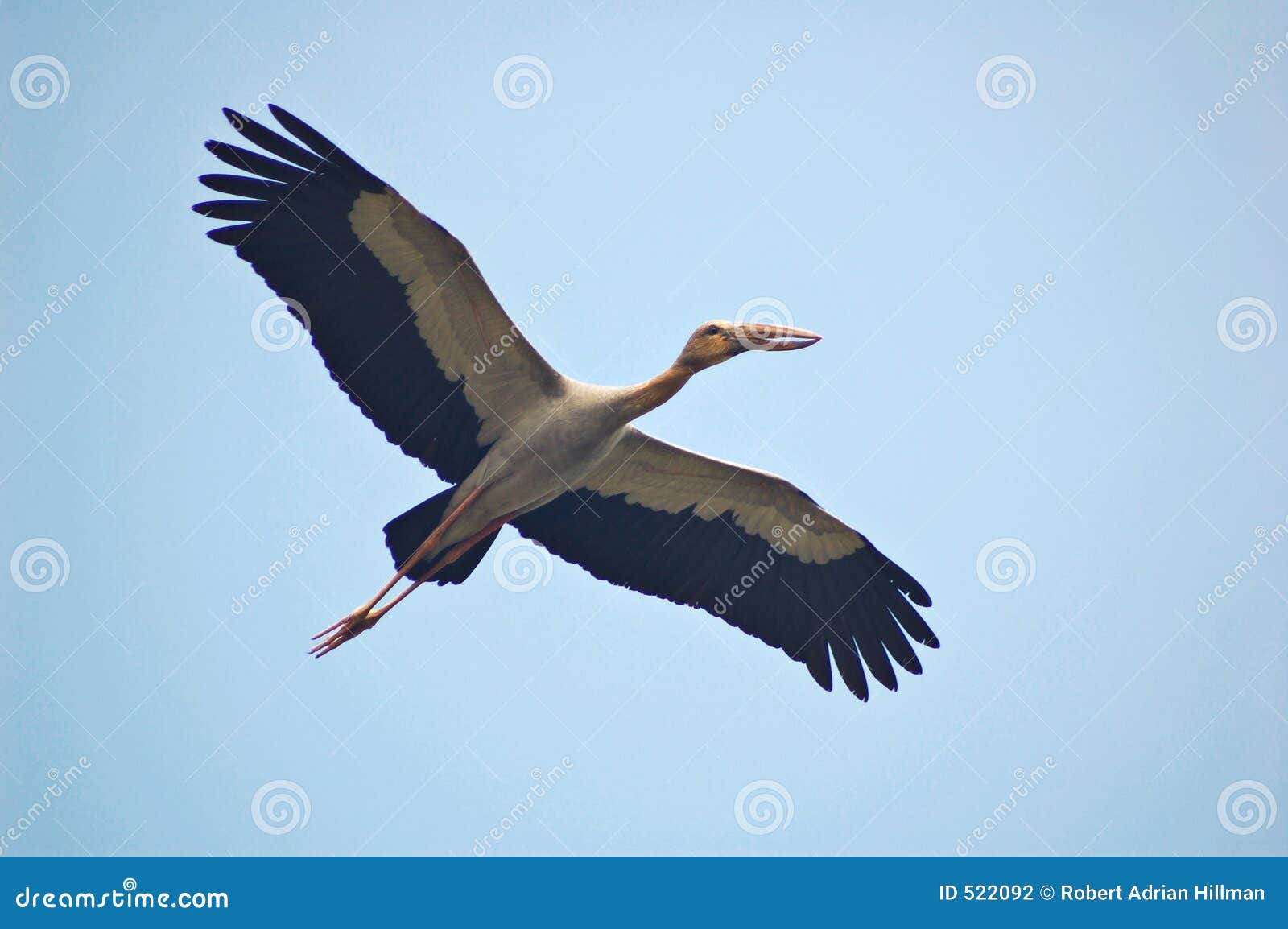 Stork Flying Stock Photography - Image: 522092