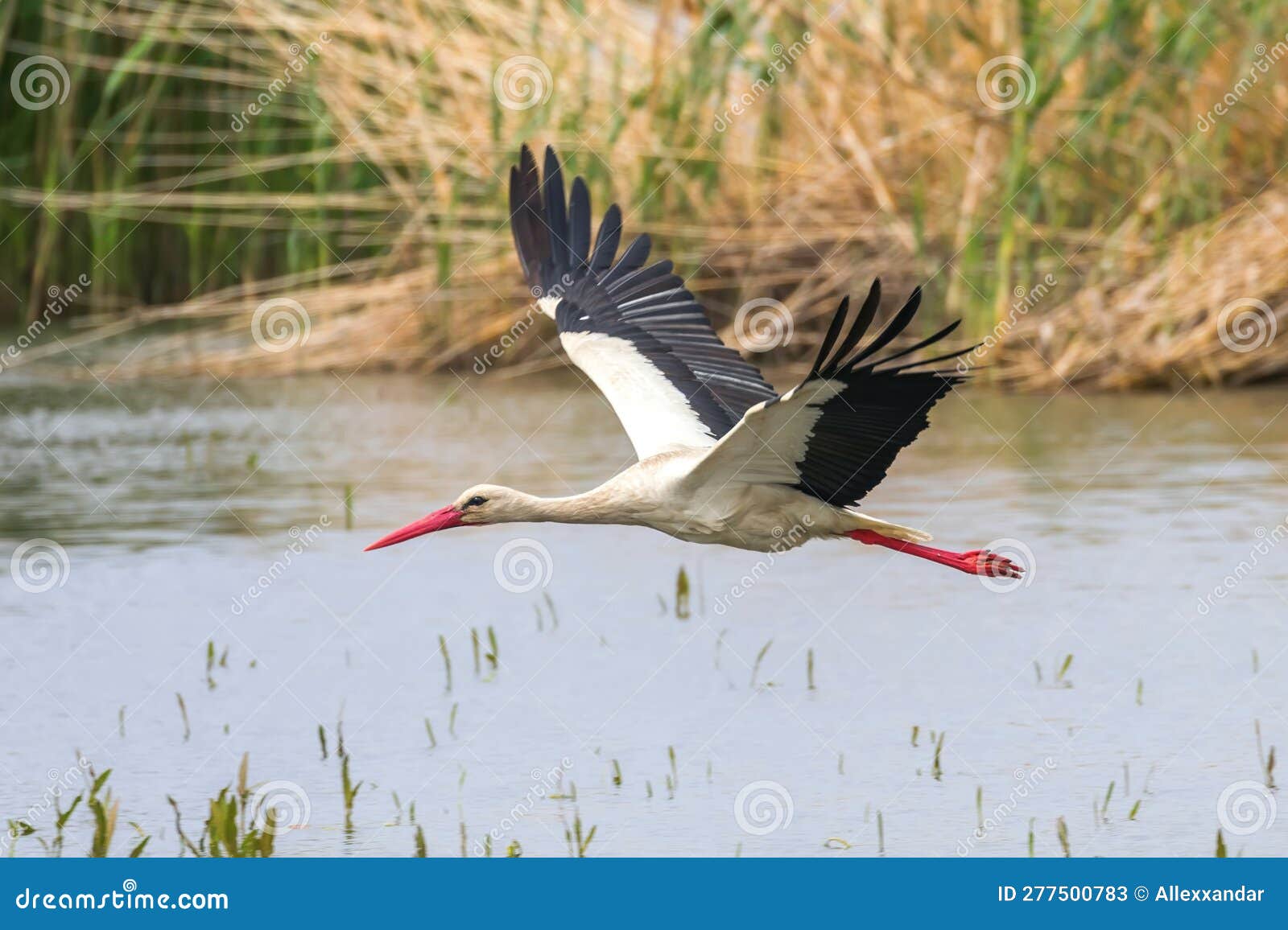Stork Flying Over Water Surface Stock Image - Image of feather, bird ...