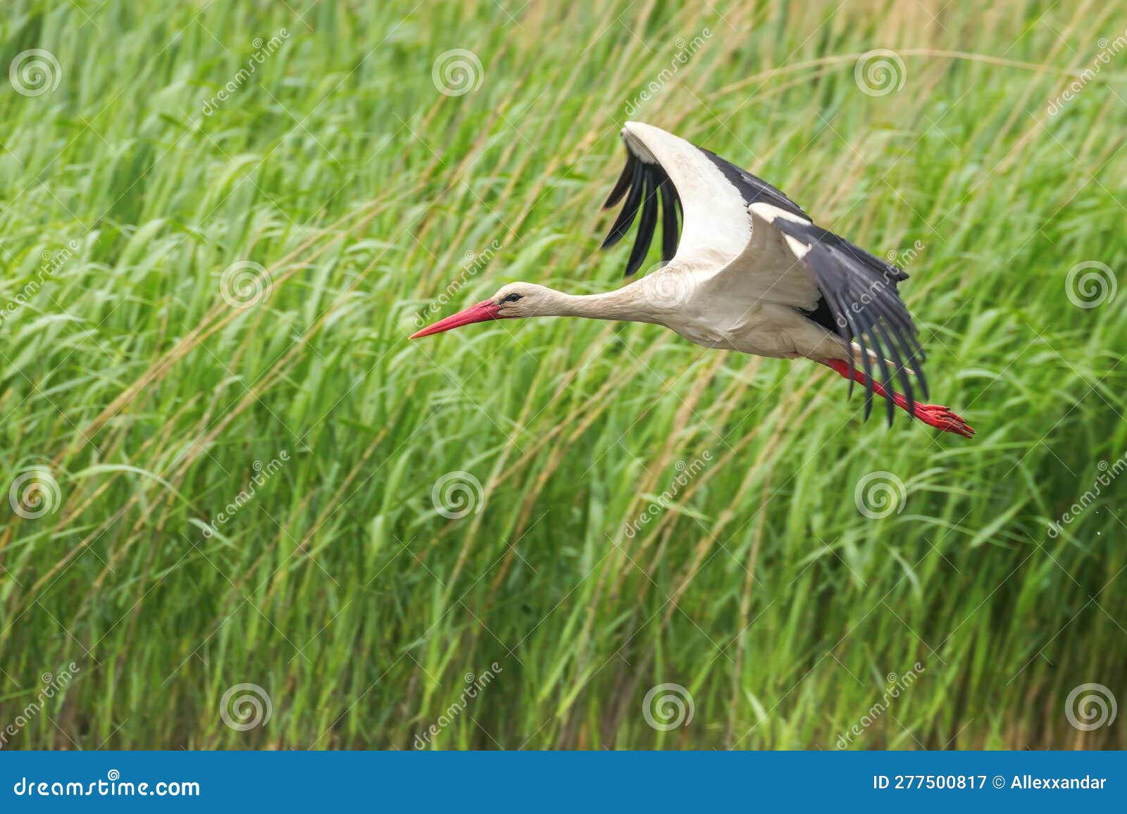 Stork Flying Over Water Surface Stock Image - Image of nature, sunlight ...