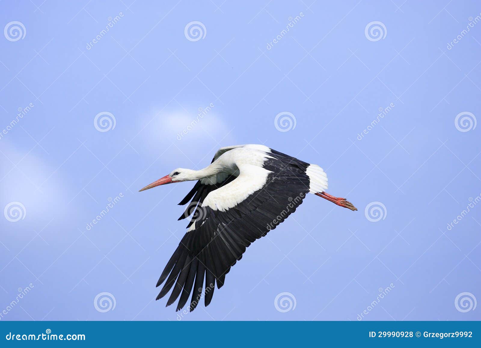 Flying stork stock photo. Image of spring, bird, sunny - 29990928