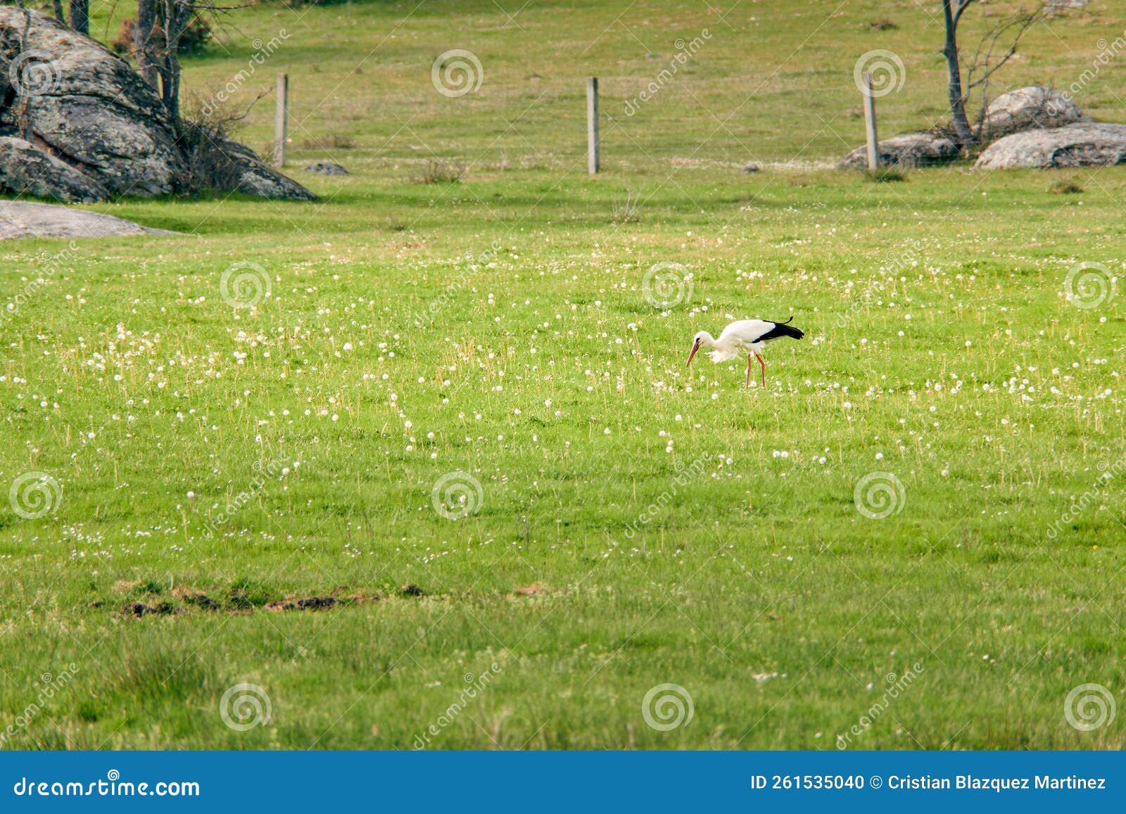 Stork Foraging for Food in the Grass of a Meadow Stock Photo - Image of ...