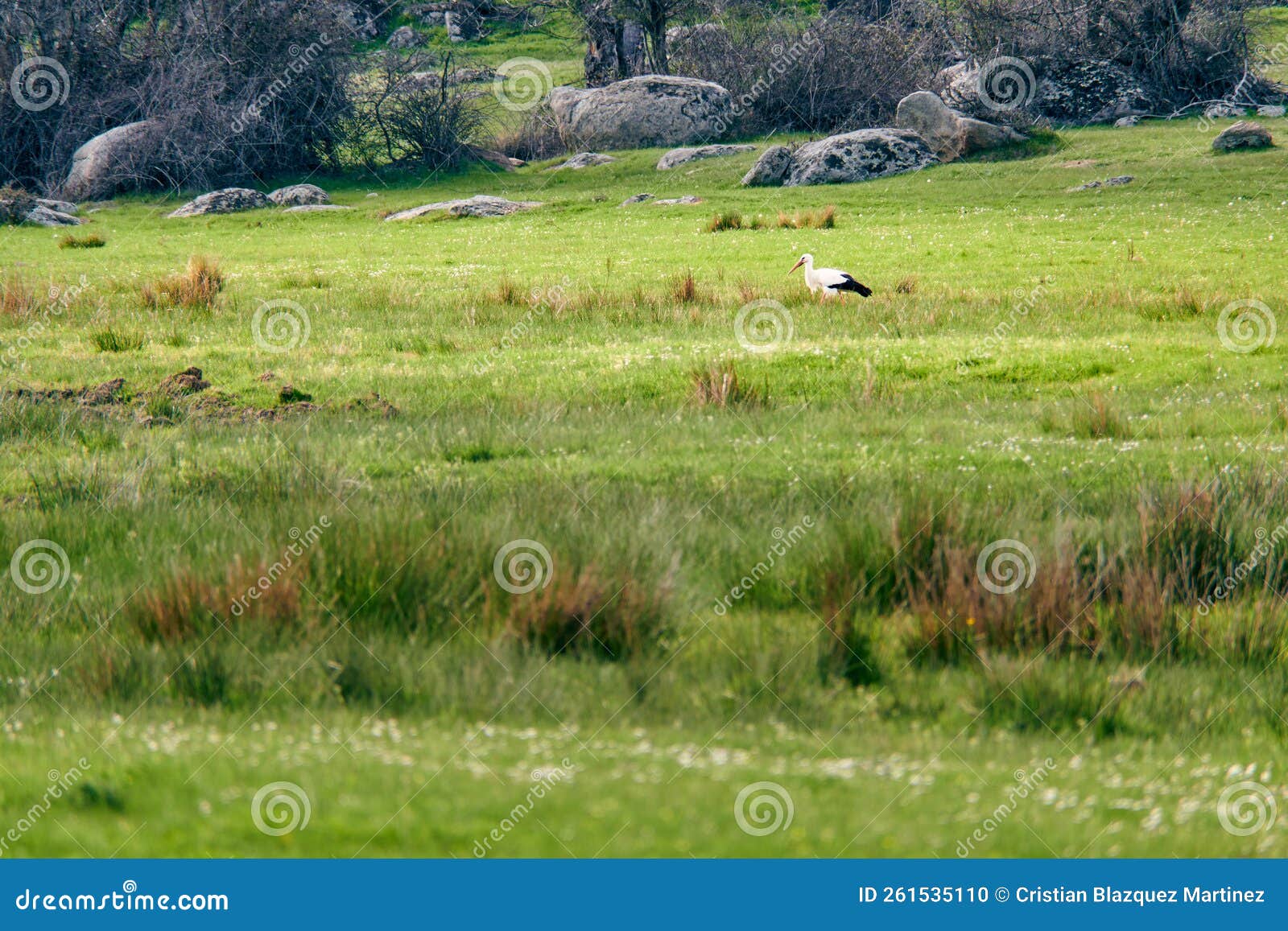 Stork Foraging for Food in the Grass of a Meadow Stock Photo - Image of ...