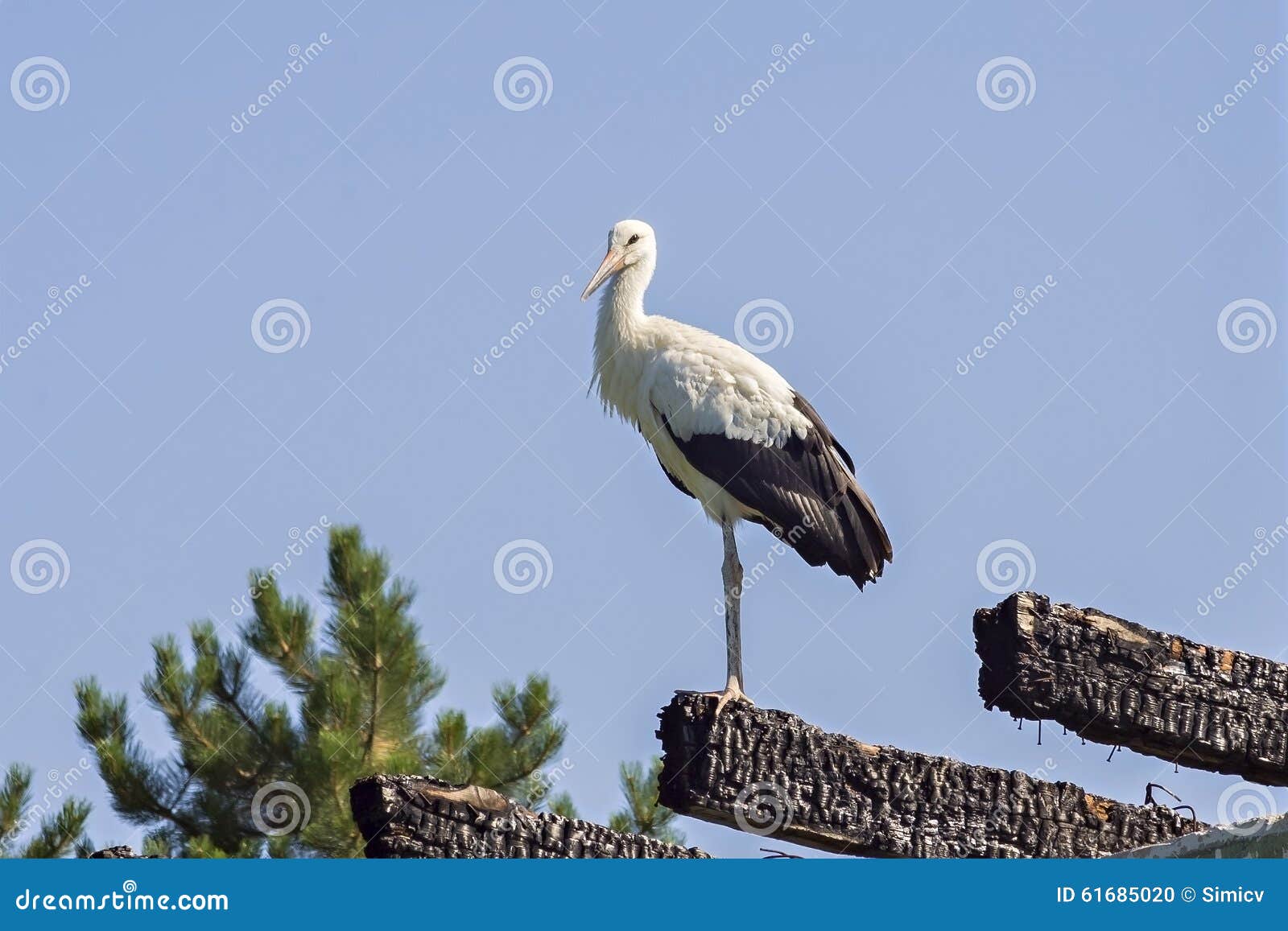Stork stock photo. Image of wing, wildlife, animal, animals - 61685020