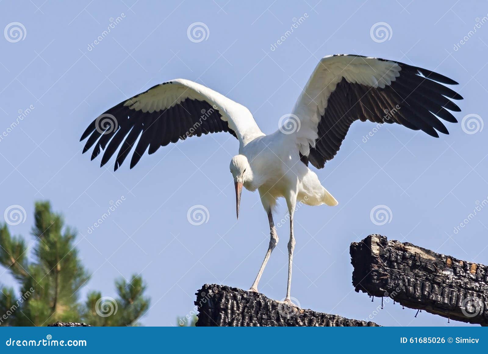 Stork stock photo. Image of wing, nest, animal, young - 61685026