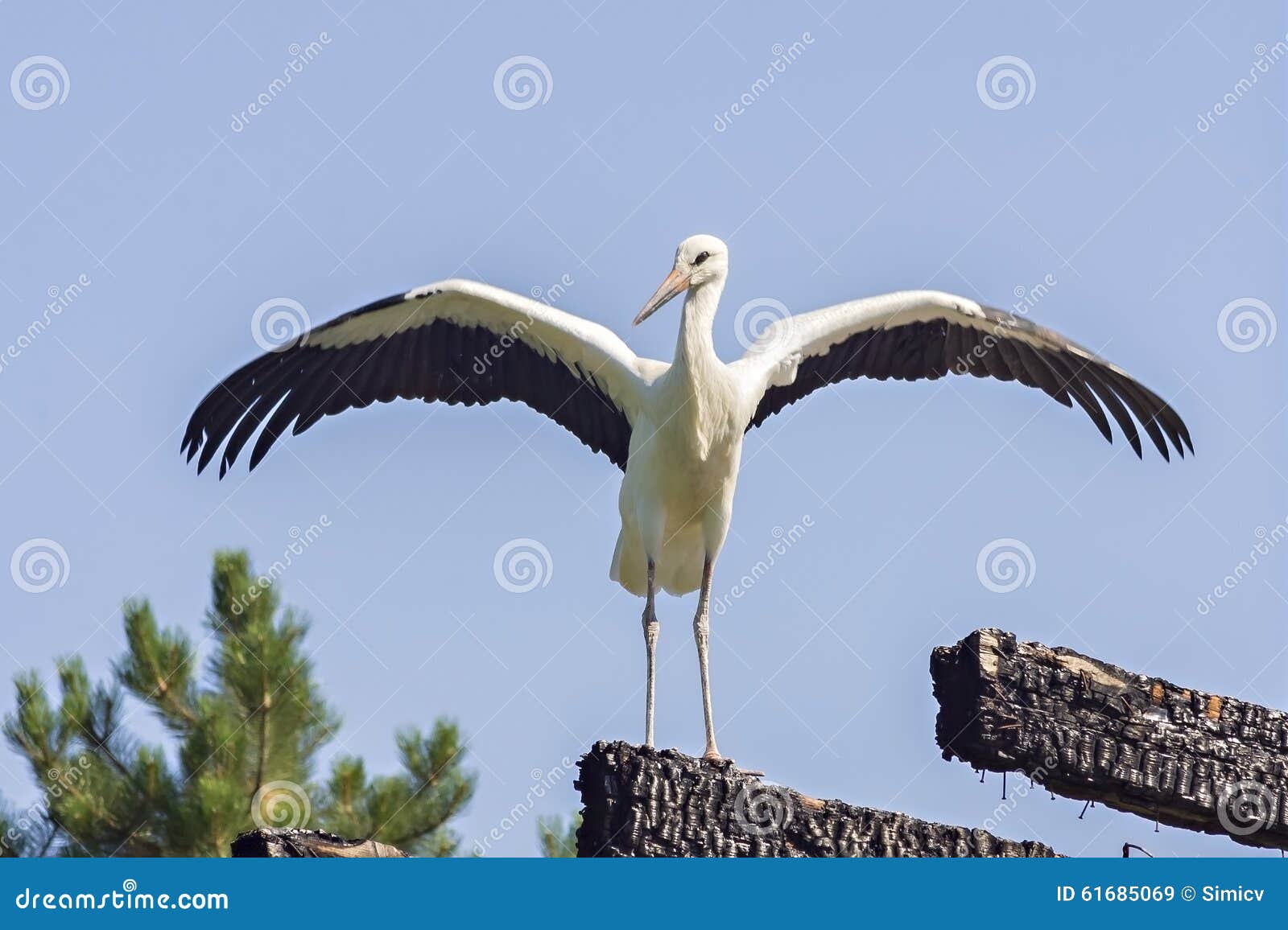 Stork stock image. Image of animals, bird, clear, nest - 61685069