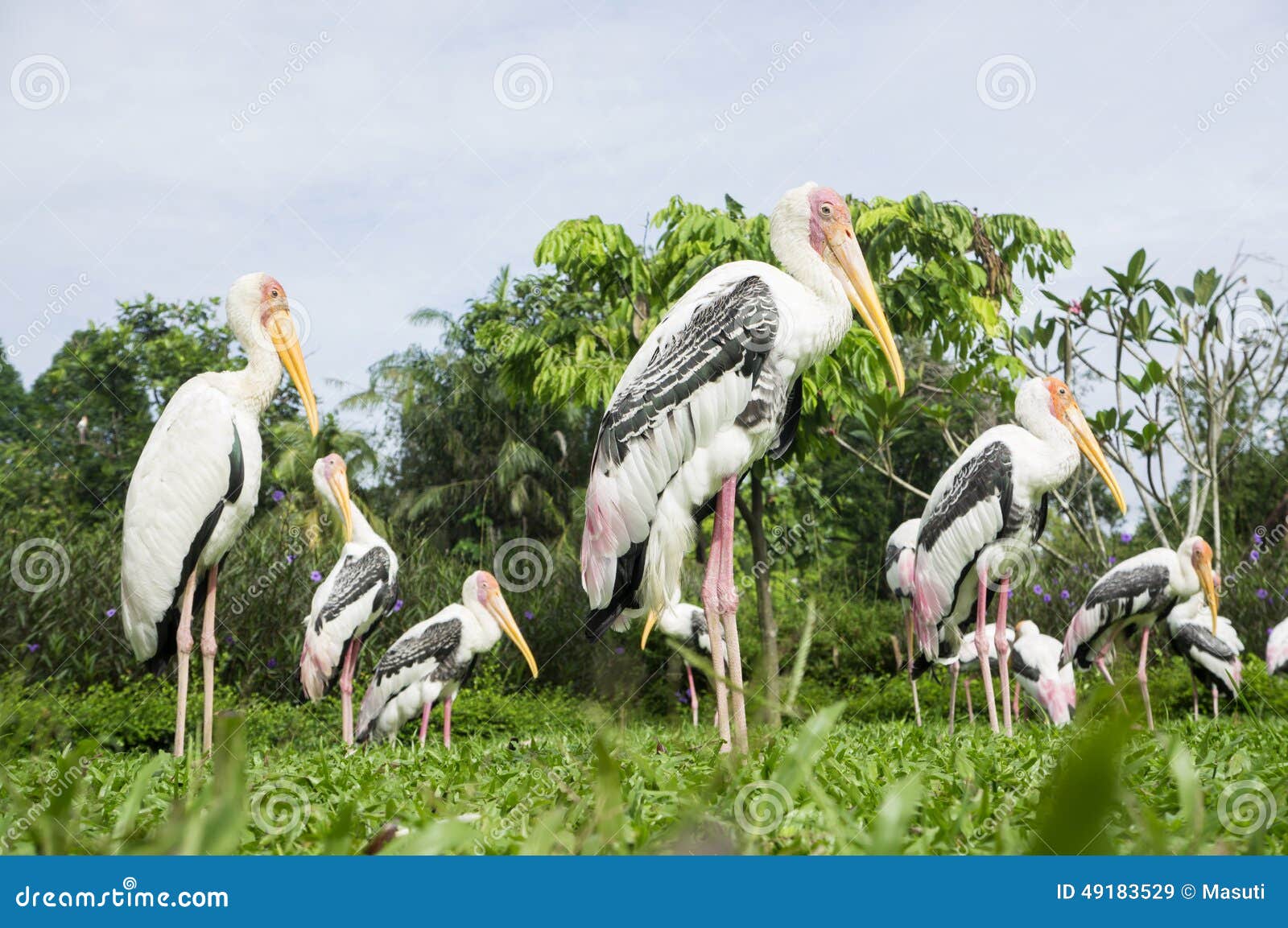 Stork on the Garden stock image. Image of neck, egret - 49183529