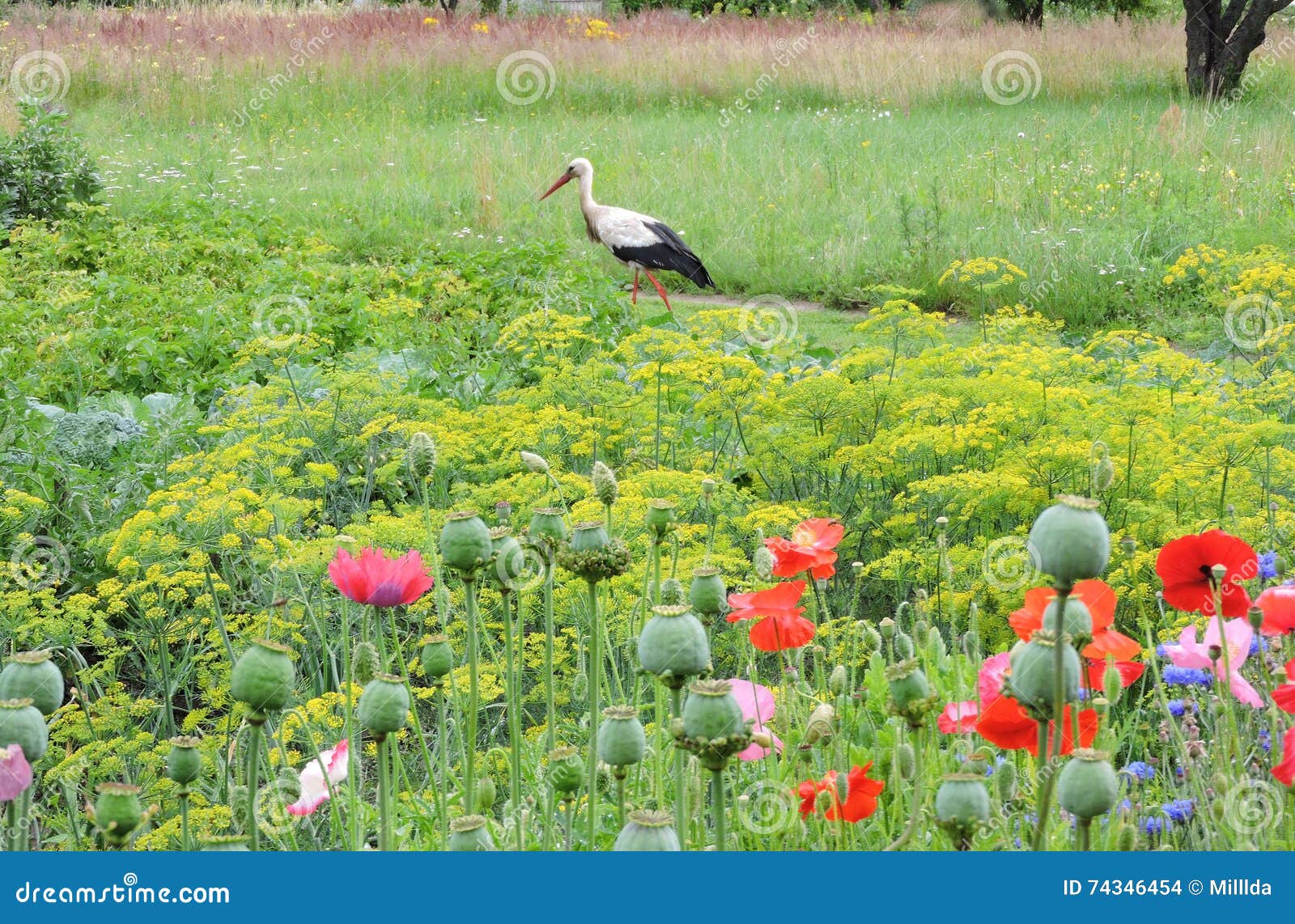 Stork in garden, Lithuania stock photo. Image of view - 74346454