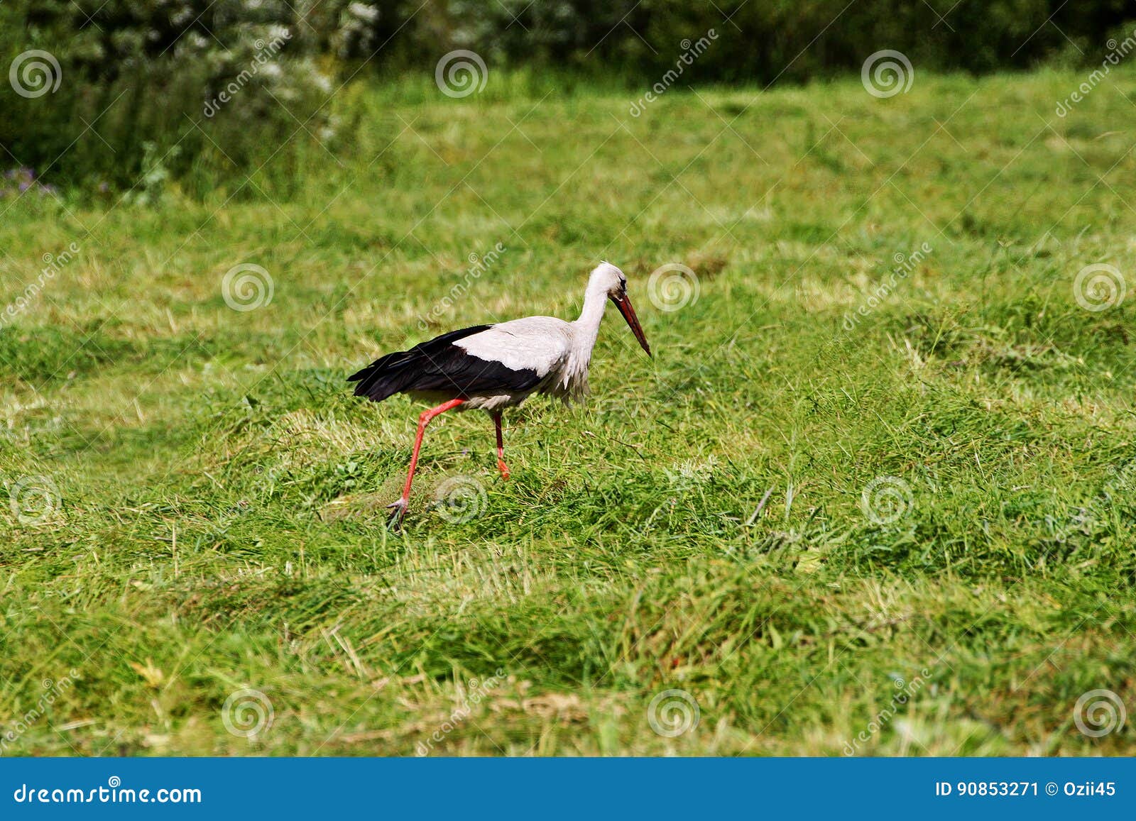The stork in the grass. stock image. Image of outdoors - 90853271