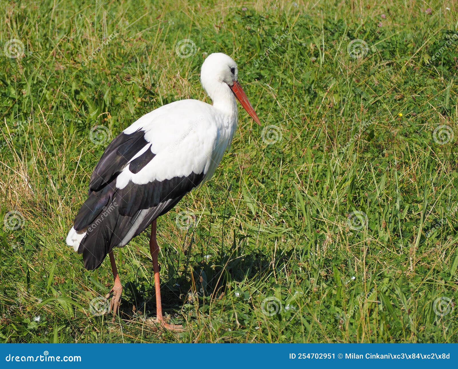 Stork stock image. Image of green, beauty, wildlife - 254702951