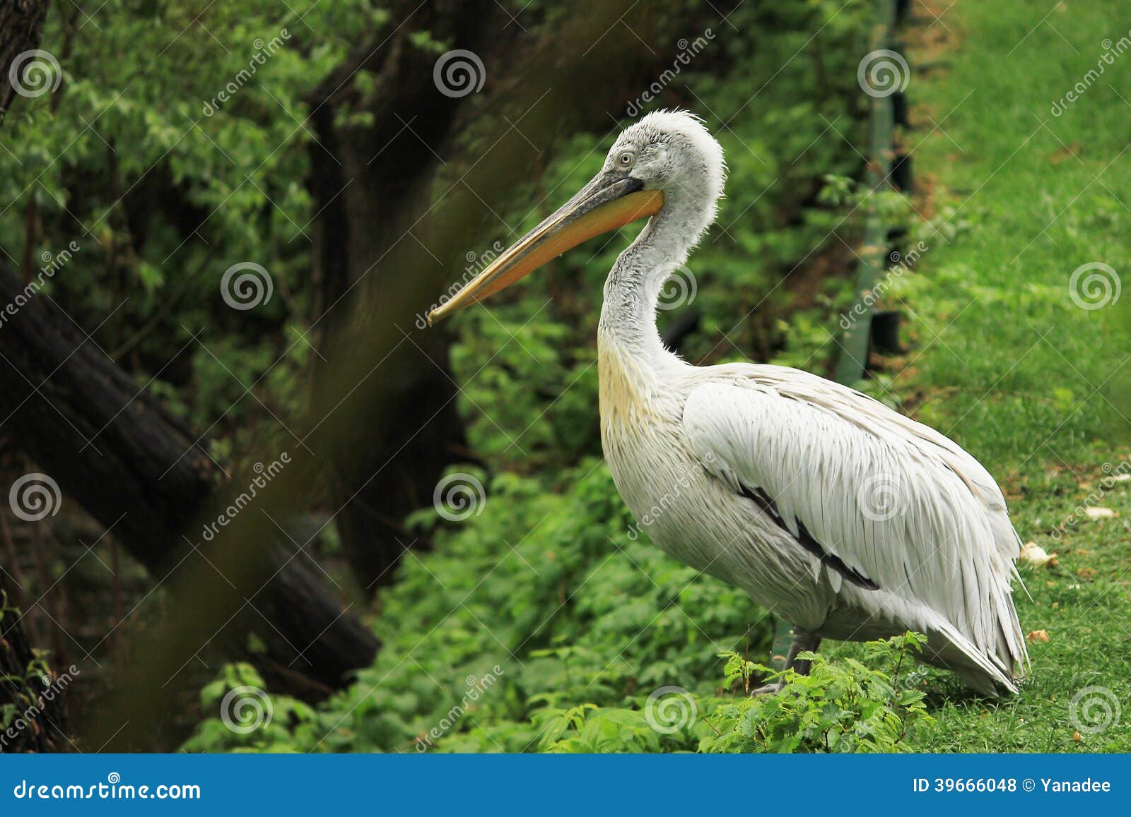 Stork stock photo. Image of pregant, sharp, birds, animals - 39666048