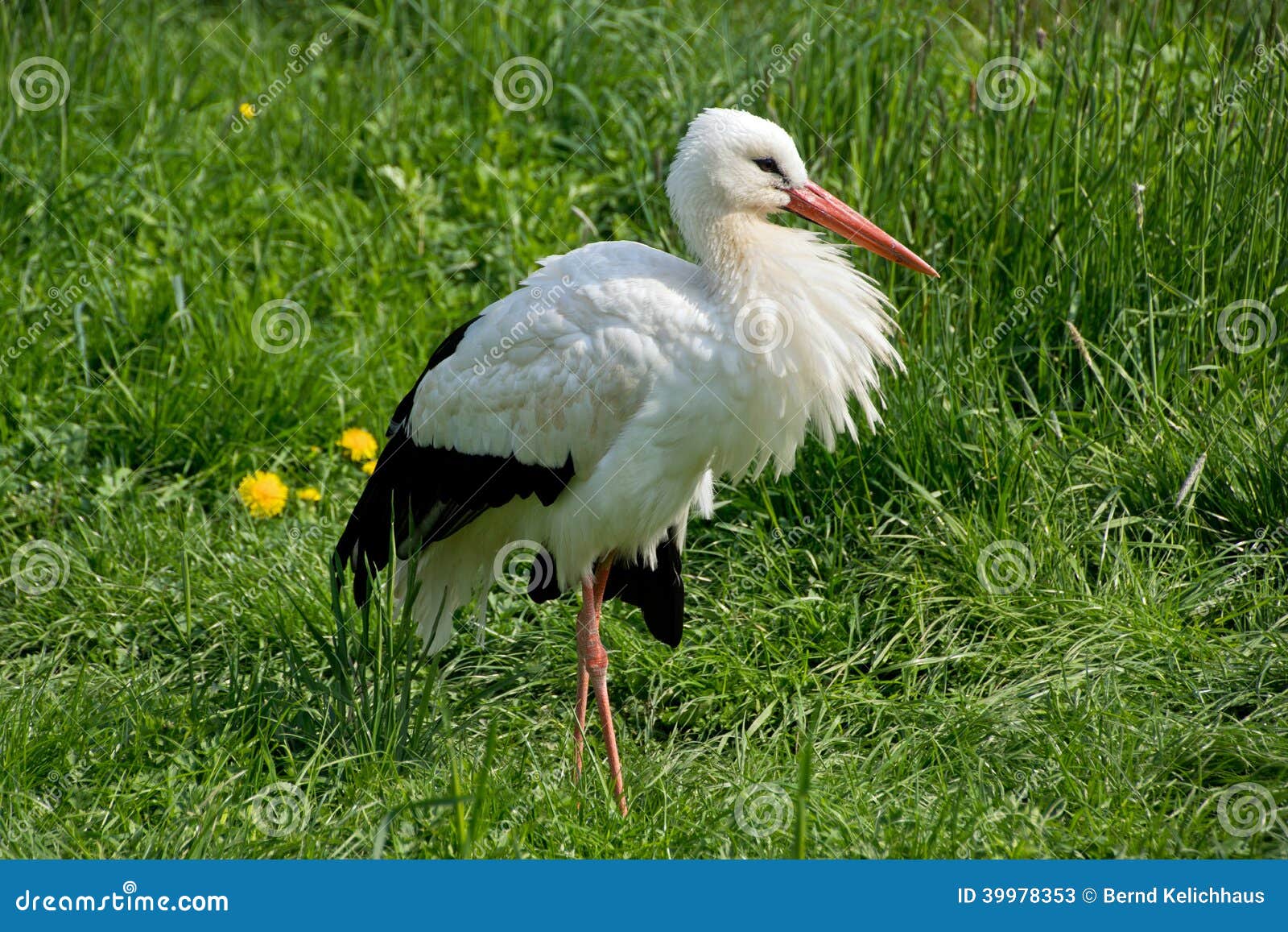 Stork stock image. Image of animal, beak, fowl, ecology - 39978353