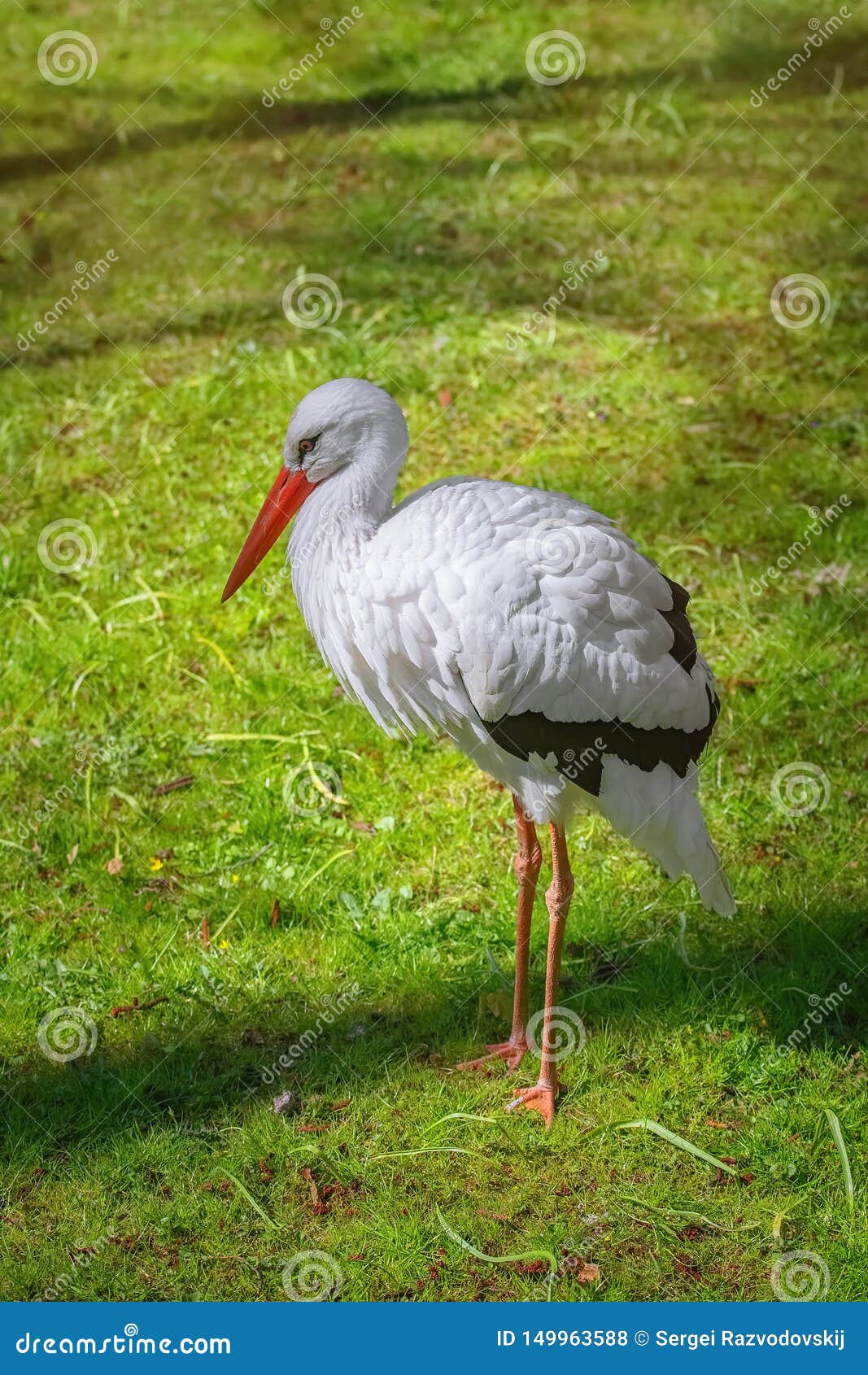 Stork on the green grass stock photo. Image of outdoors - 149963588
