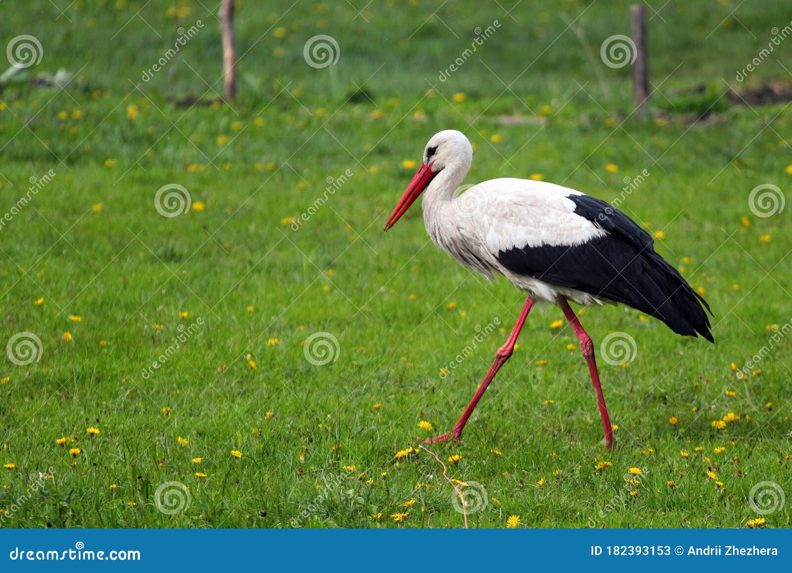 Stork on a green meadow stock image. Image of bird, black - 182393153