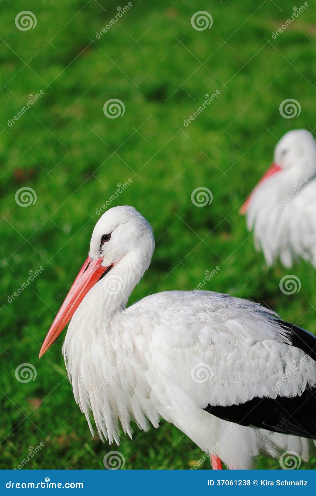 Stork group stock photo. Image of animal, bird, stork - 37061238