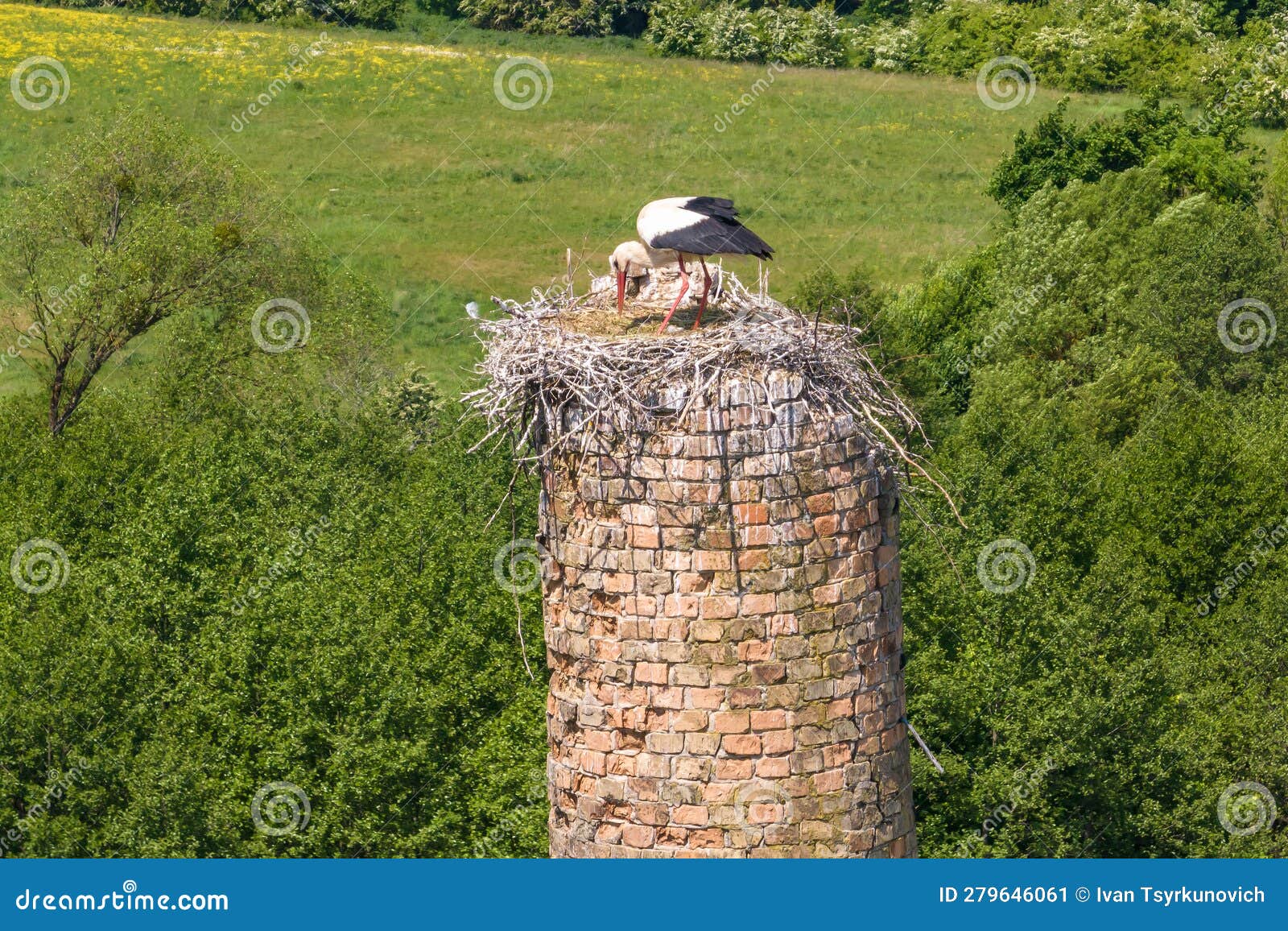 A Stork Hatches Its Chicks in Nest on Top of Tall Old Brick Chimney ...