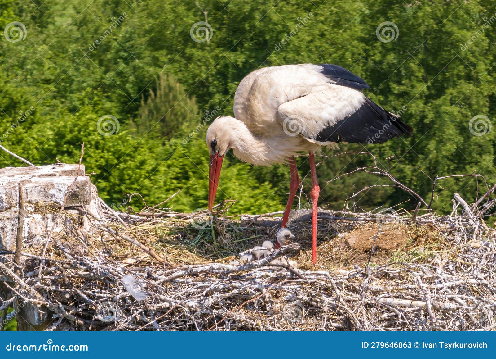 A Stork Hatches Its Chicks in Nest on Top of Tall Old Brick Chimney ...