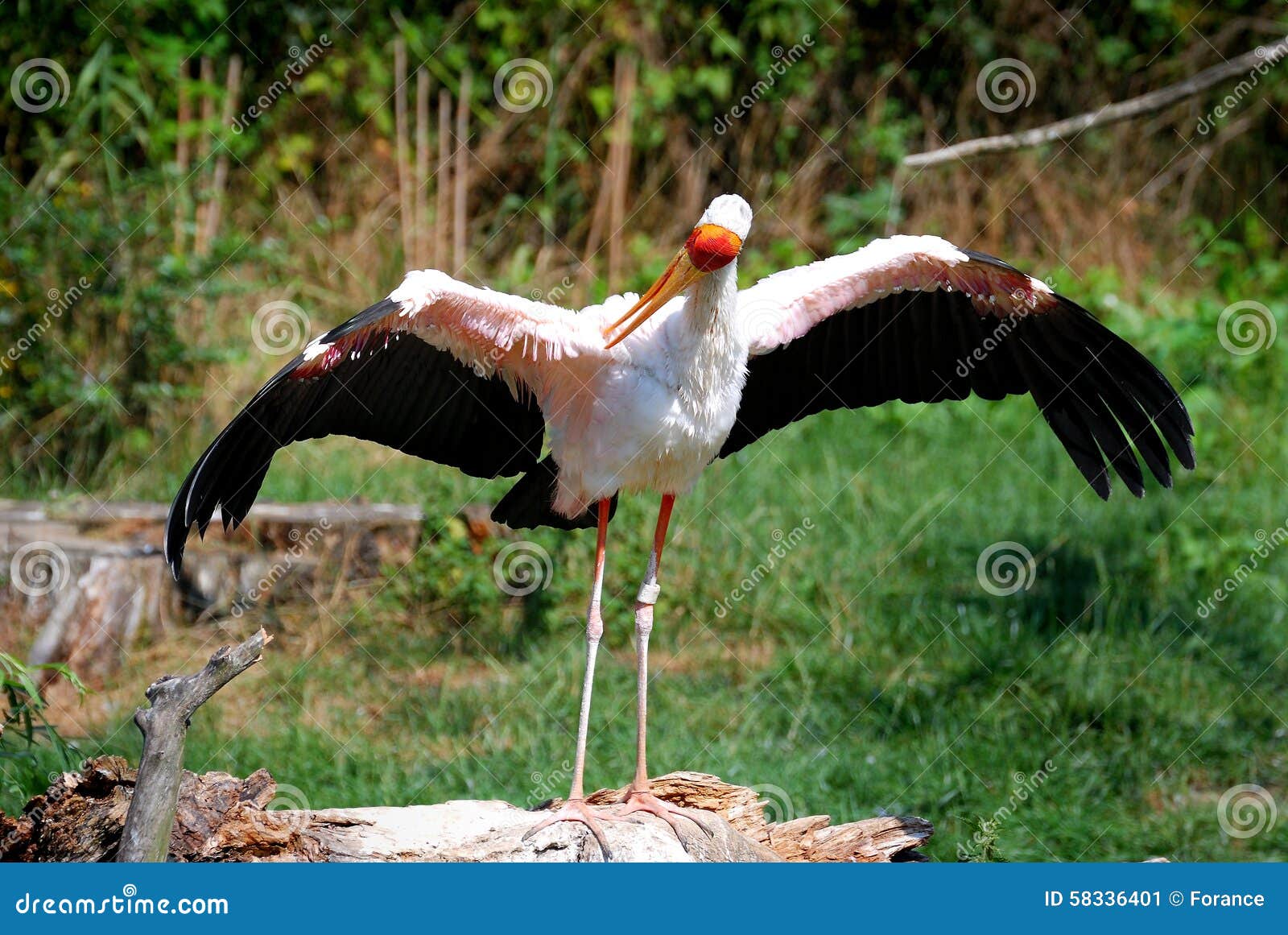 Stork with Head Held High stock image. Image of nature - 58336401