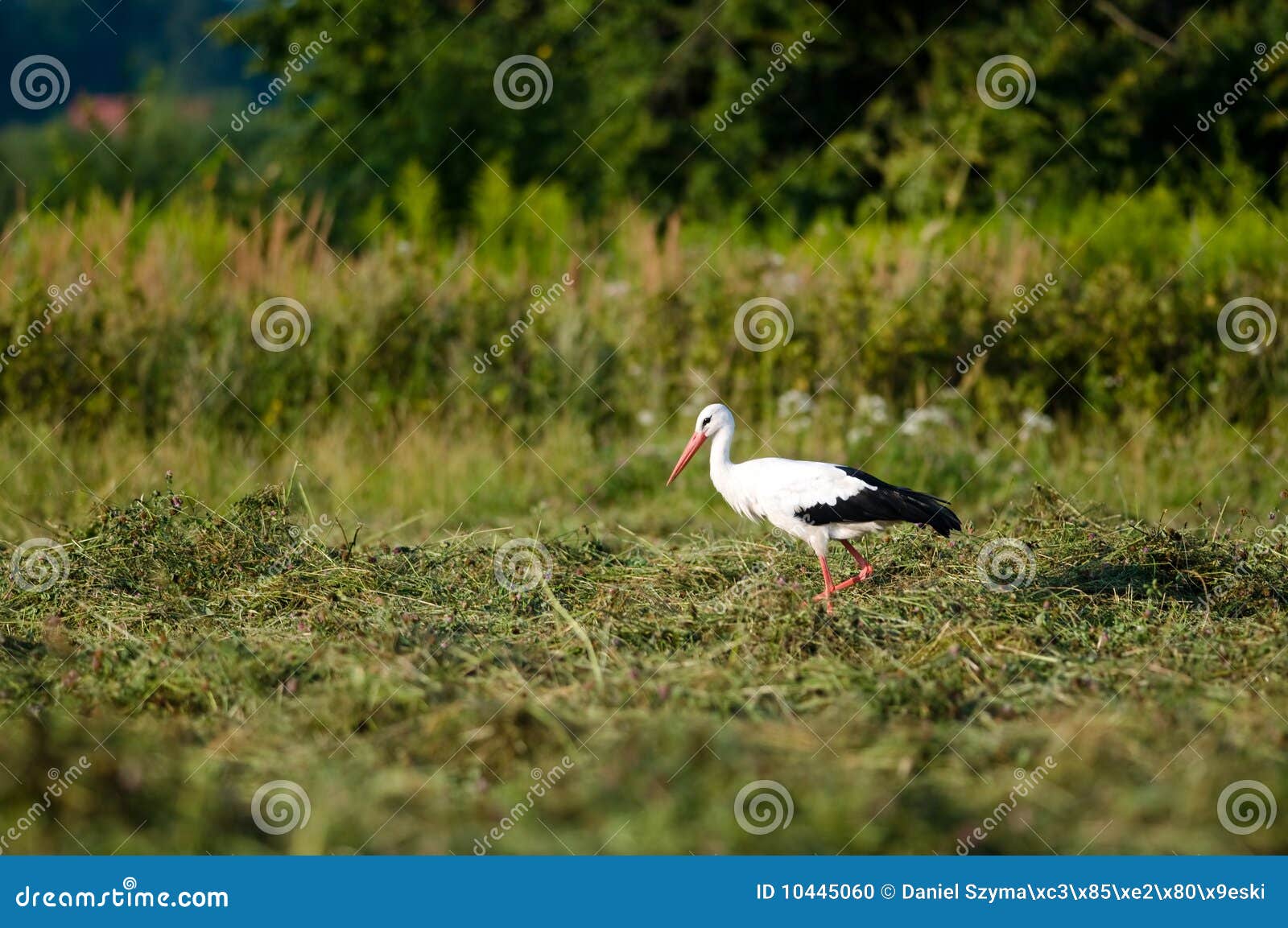 Stork Hunting at the Meadow Stock Photo - Image of fresh, field: 10445060