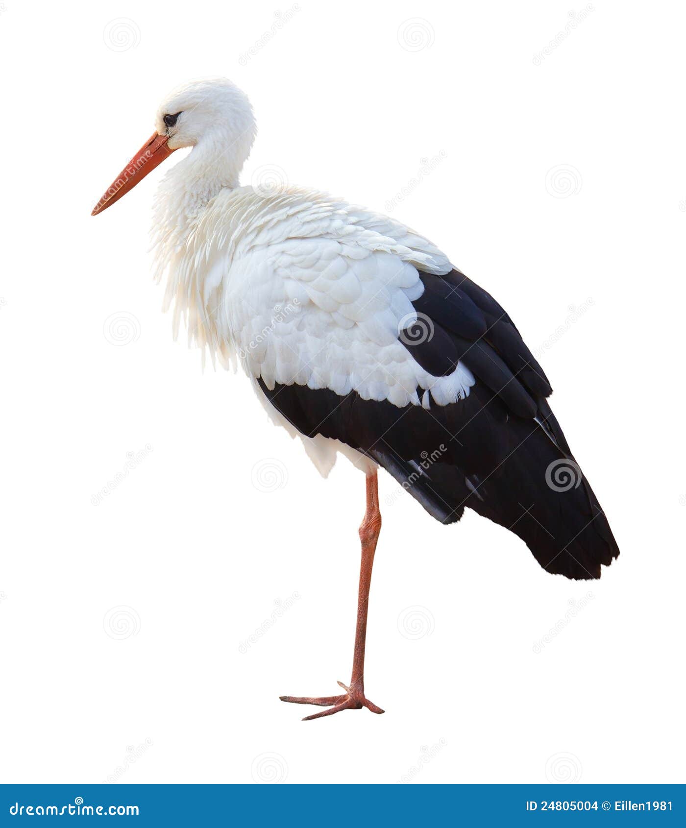Stork, Isolated on a White Background Stock Photo - Image of wildlife ...