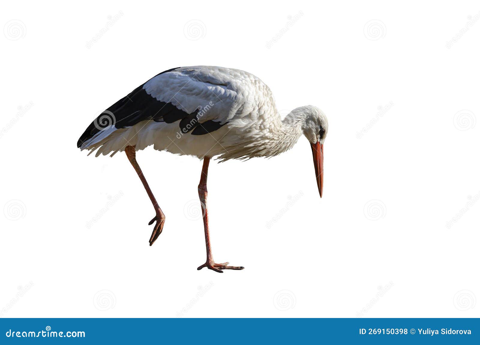 Stork Isolated on White Background Close Up Cut Out Stock Photo - Image ...