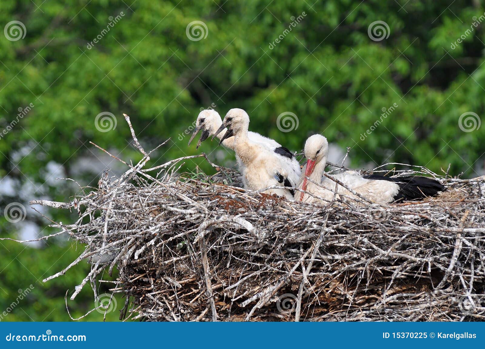 Stork with its baby bird stock image. Image of wildlife - 15370225