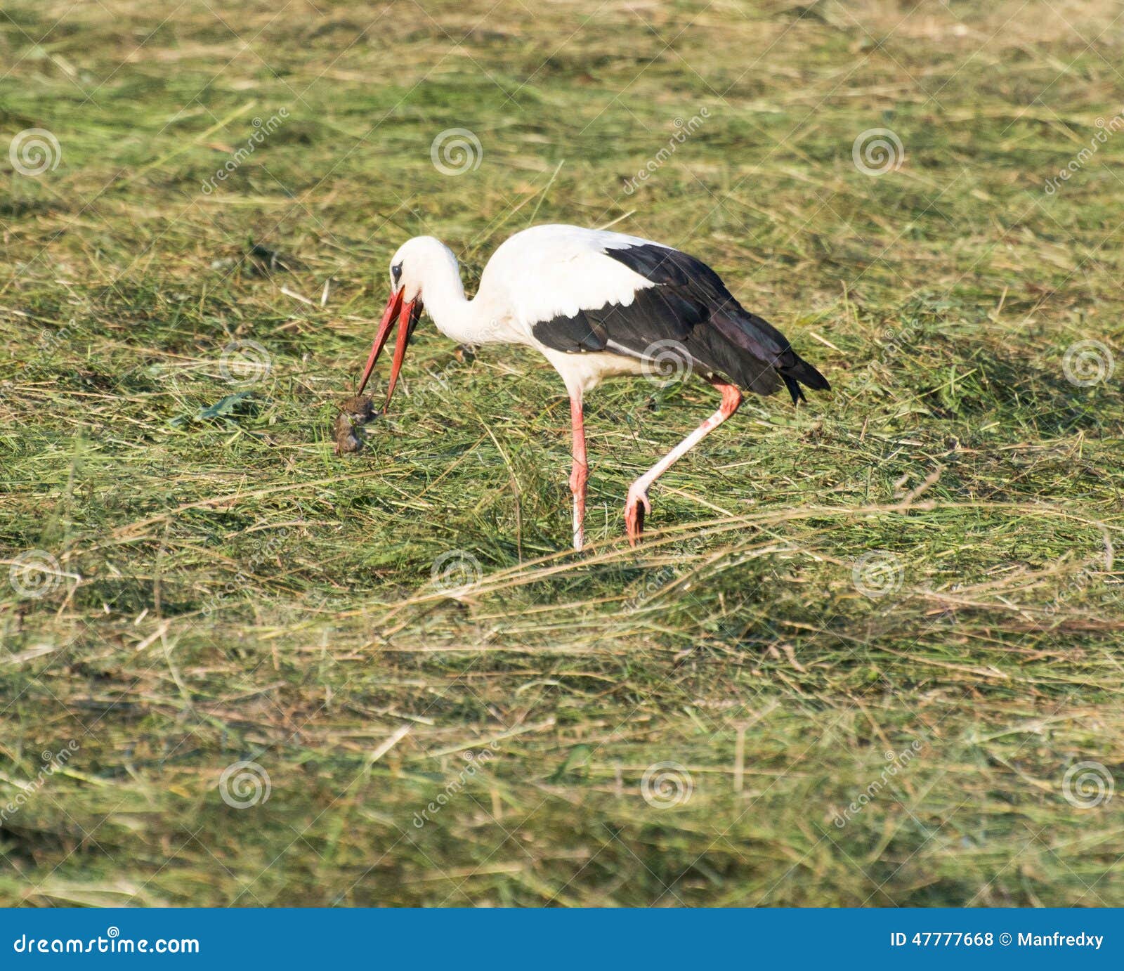 Stork with its Prey stock photo. Image of animal, food - 47777668
