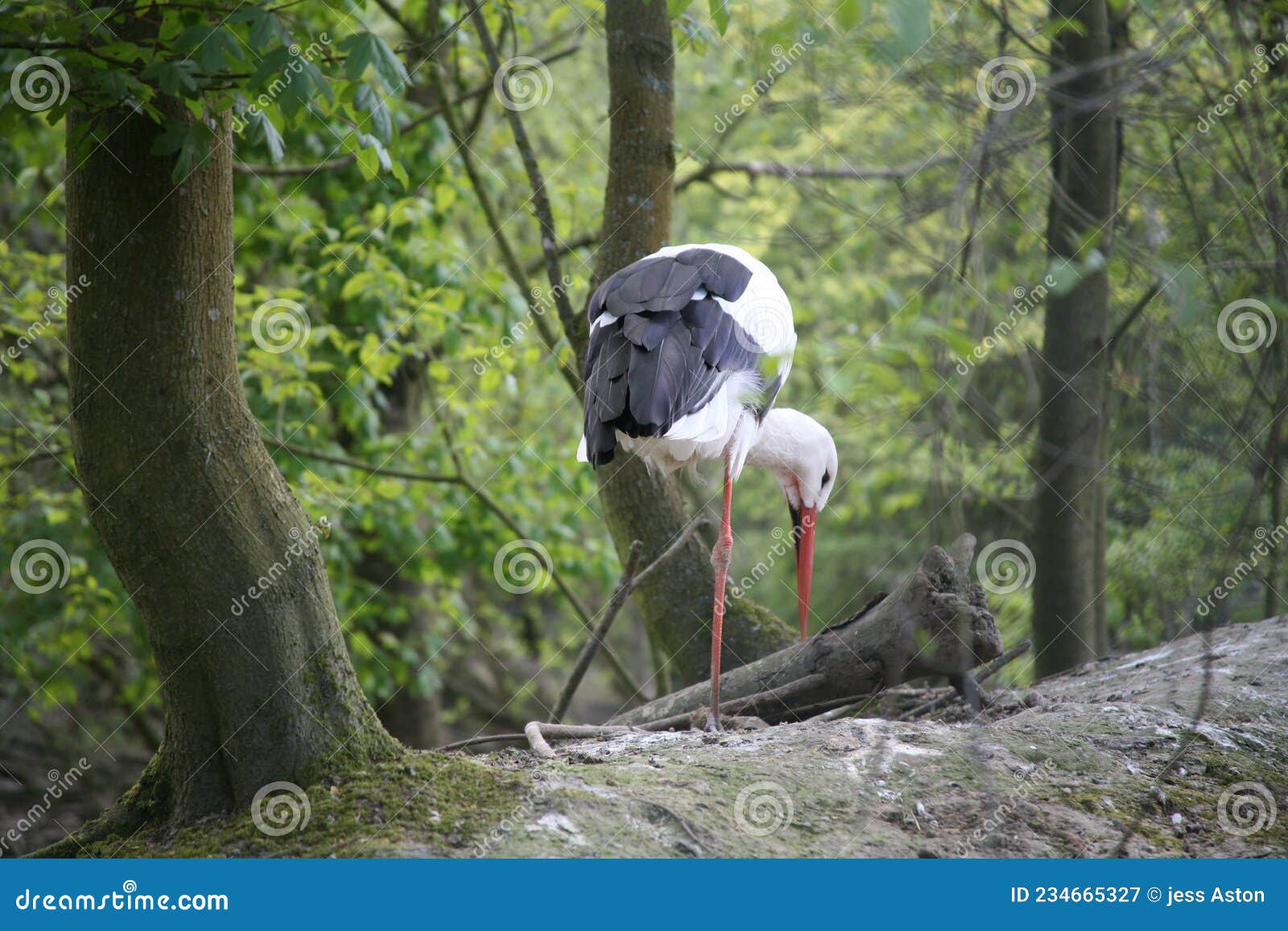 Stork of kent stock image. Image of nature, stork, cannon - 234665327