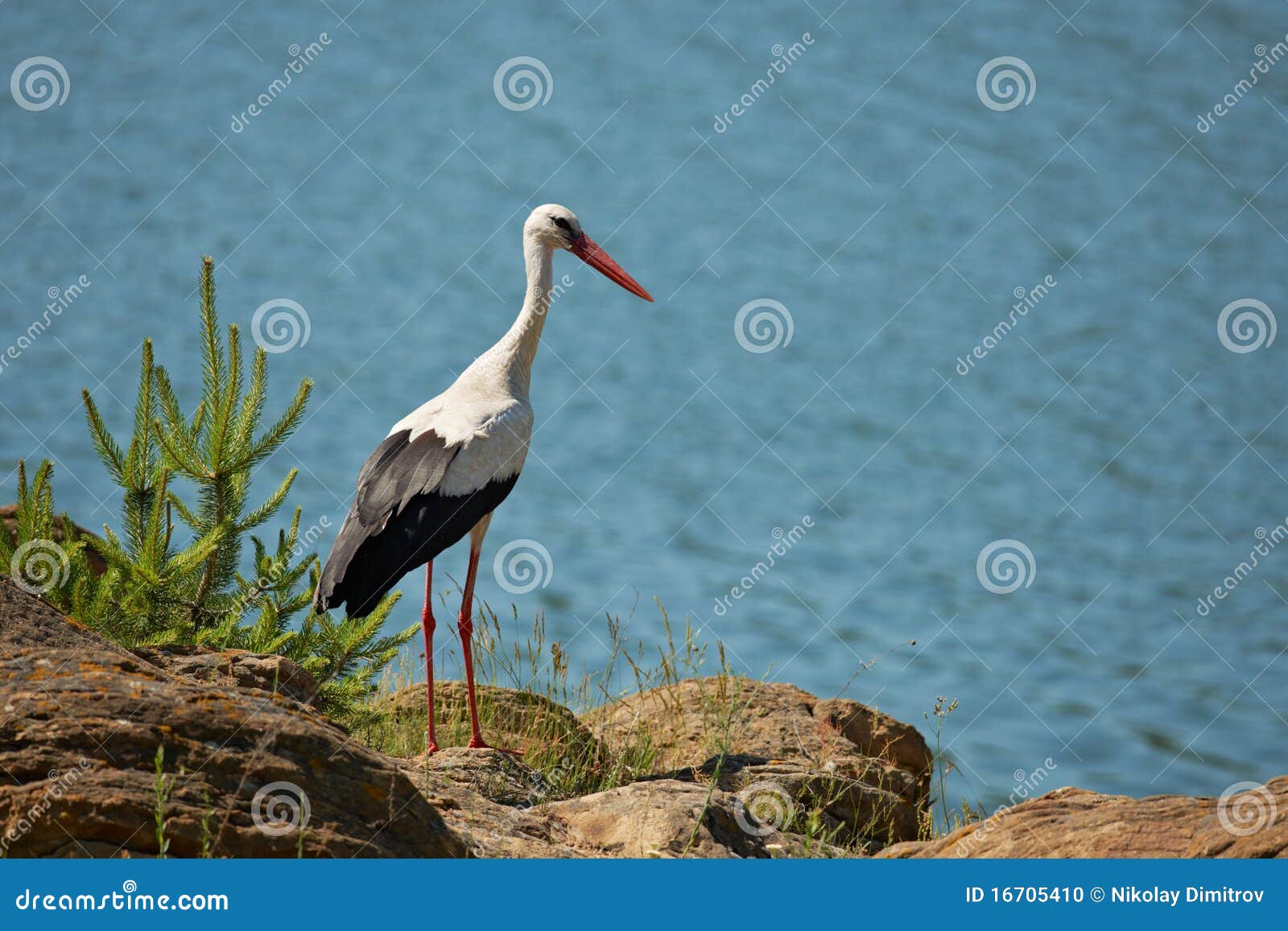 Stork at a lake border stock photo. Image of neck, wild - 16705410